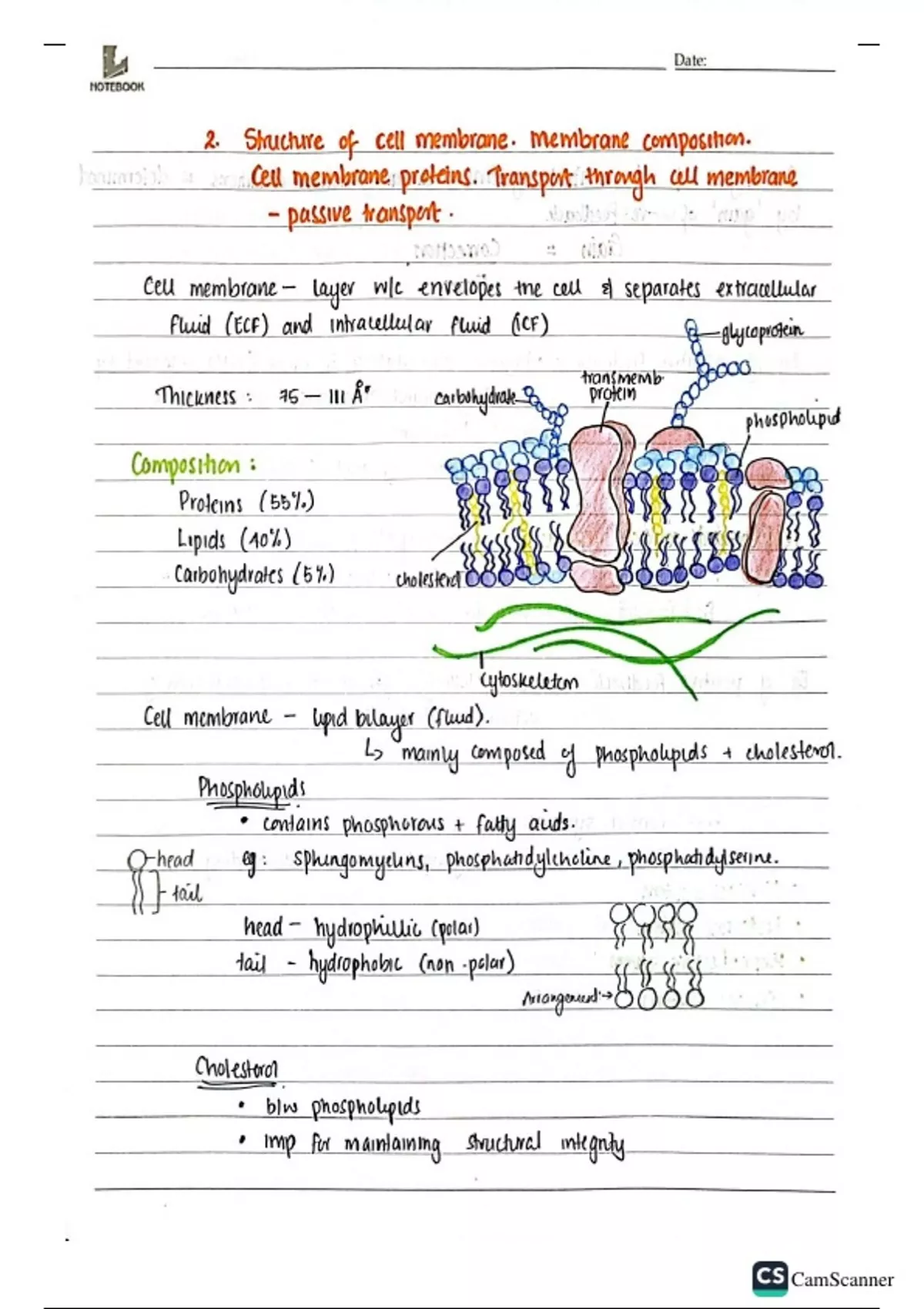 Summary Physiology notes- Structure of cell membrane handwritten ...