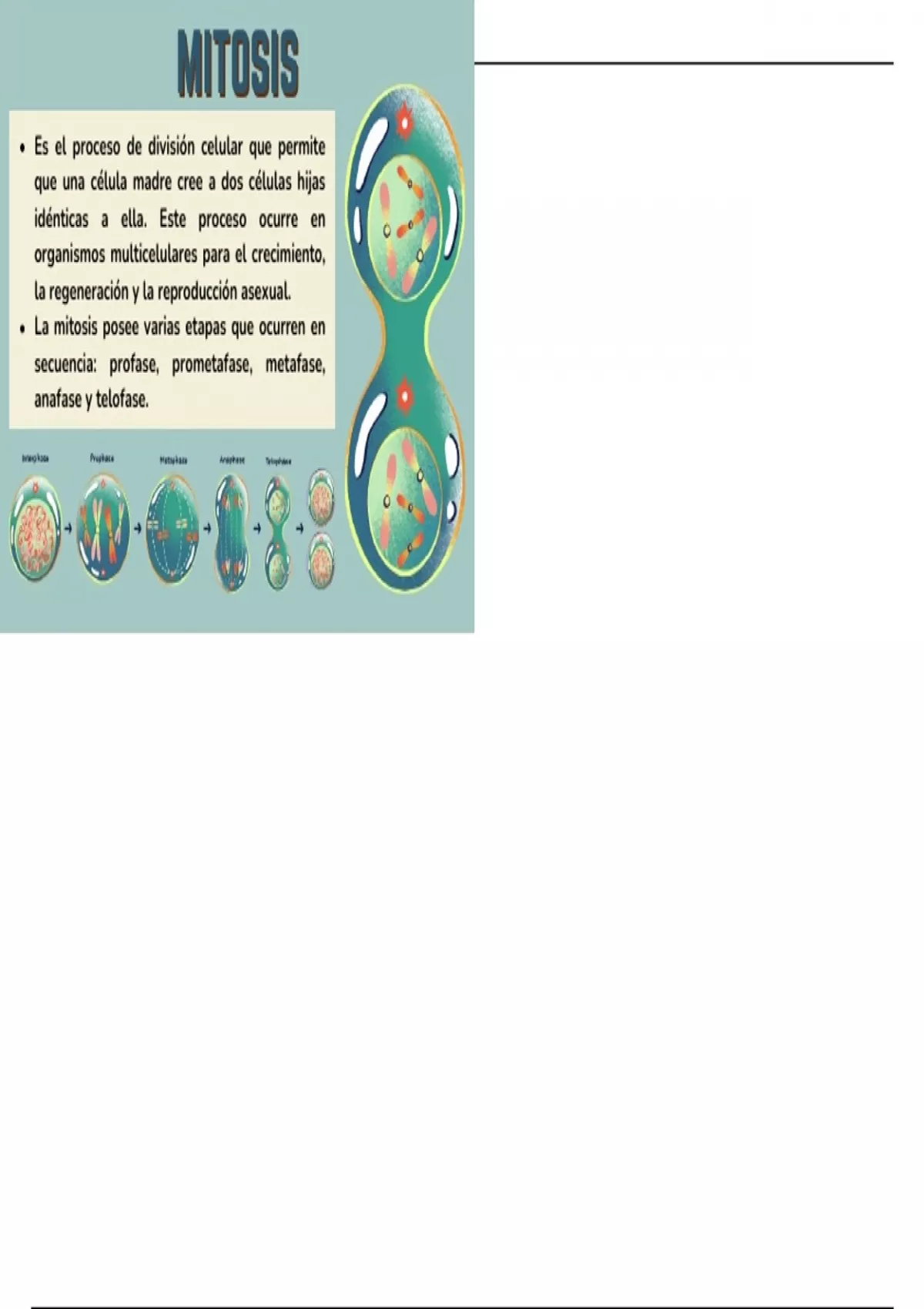 Sumario División celular (mitosis y meiosis) - USM - Stuvia US