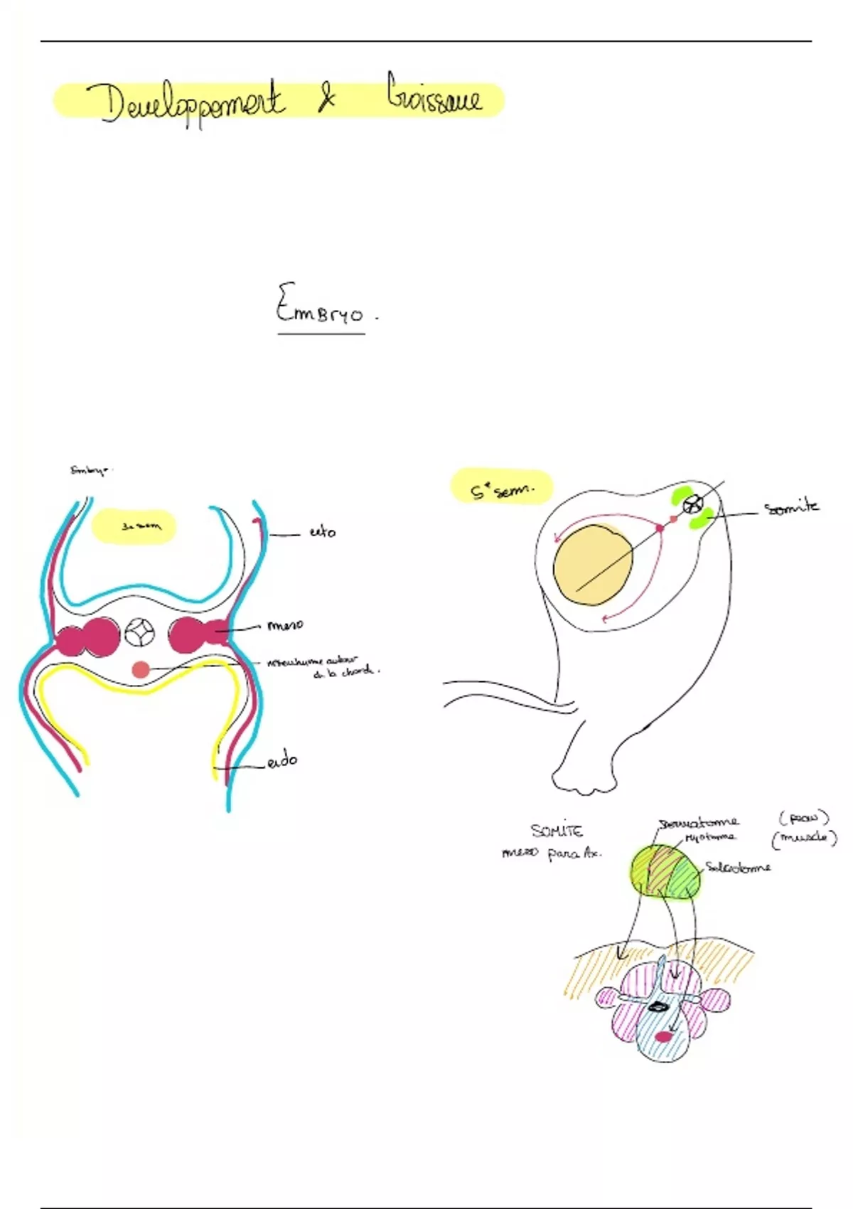 Résumé Anatomie de l'appareil locomoteur - PASS UE anat tronc commun ...