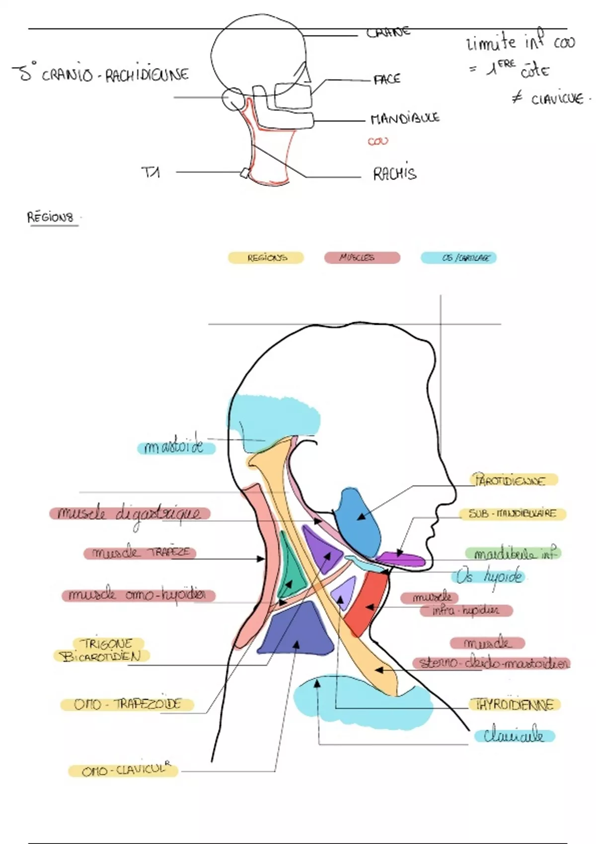 Résumé anatomie de la tête et du cou - PASS UE anat tronc commun ...