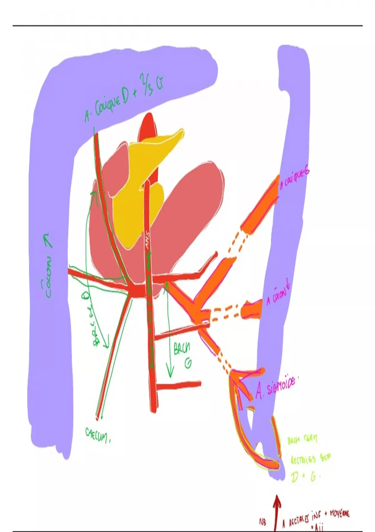 Résumé anatomie de la vascularisation des intestins moyen et posterieur ...