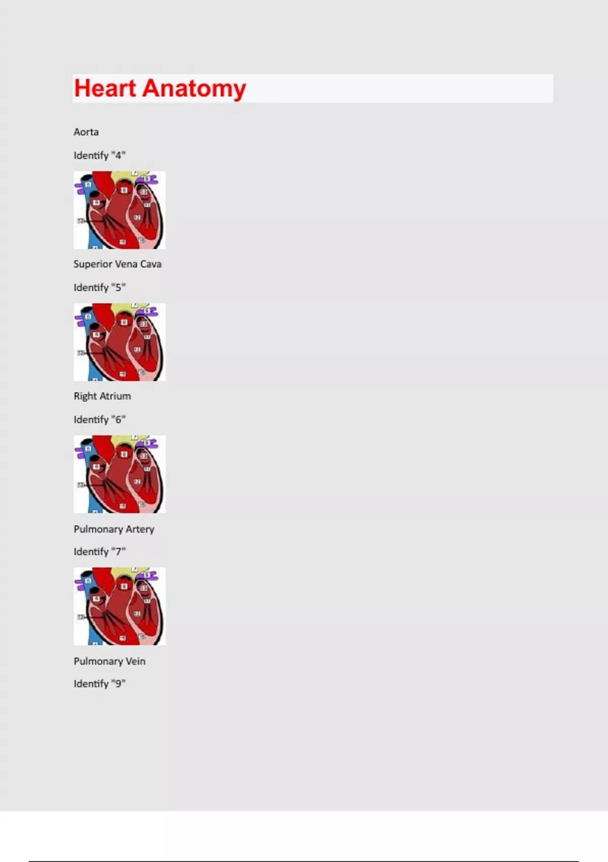 Cardiac Anatomy Package - Stuvia US