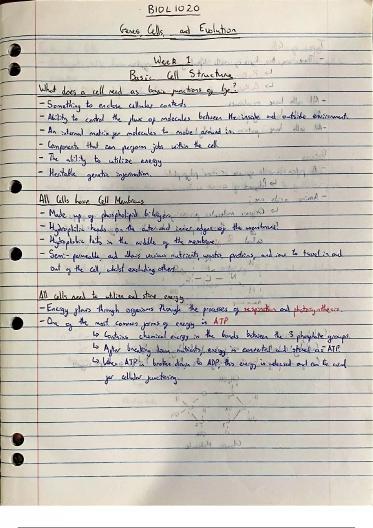 Summary BIOL1020 Revision notes - BIOL1020 - Stuvia US