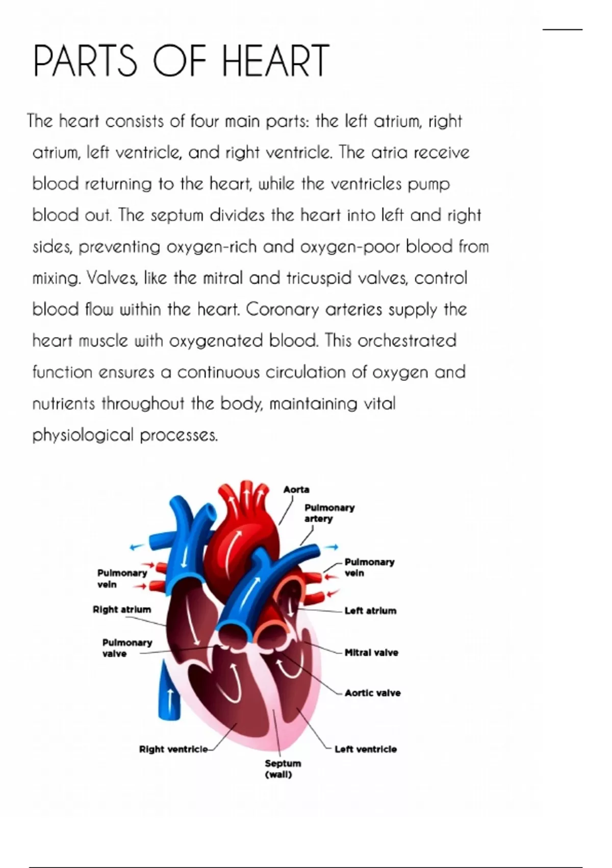 parts of Heart - BIOLOGY SCIENCE - Stuvia US