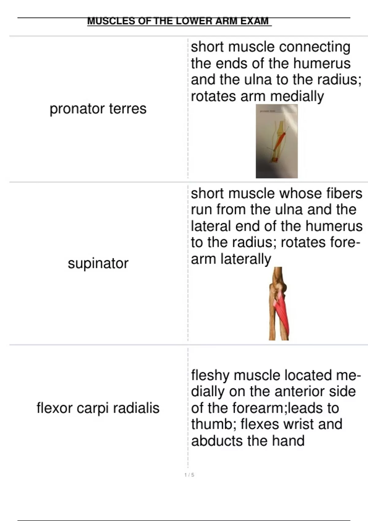 MUSCLES OF THE LOWER ARM EXAM - MUSCLES OF THE LOWER ARM EXA - Stuvia US