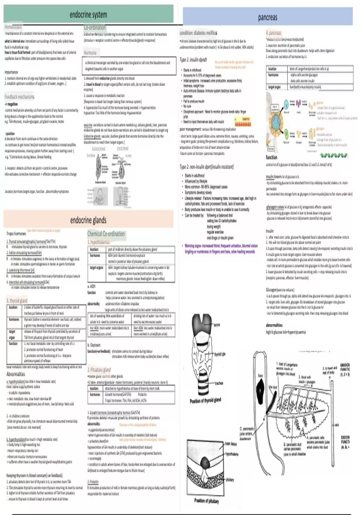 Grade 12 IEB Life Science Strand 2 COMPLETE summary: Endocrine system ...