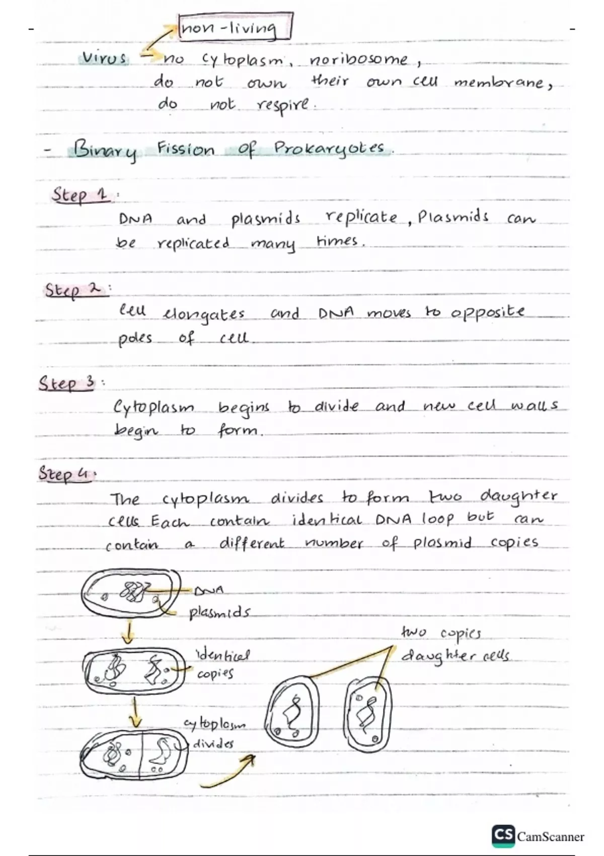 Binary fission, bacteria, cells, prokaryotes, summary notes - Unit 2 ...