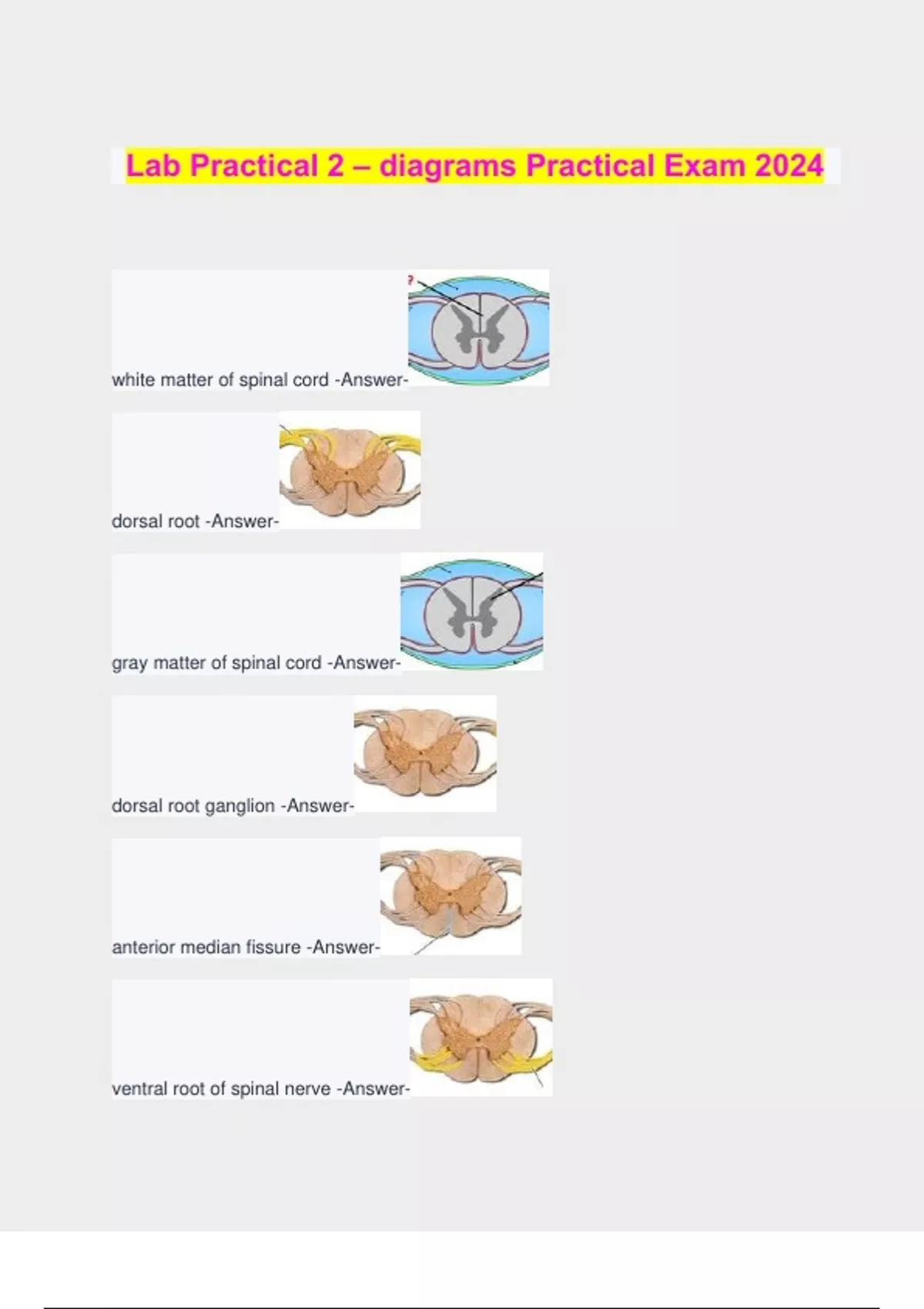 Lab Practical 2 – diagrams Practical Exam 2024 - Lab Practical 2 - Stuvia US