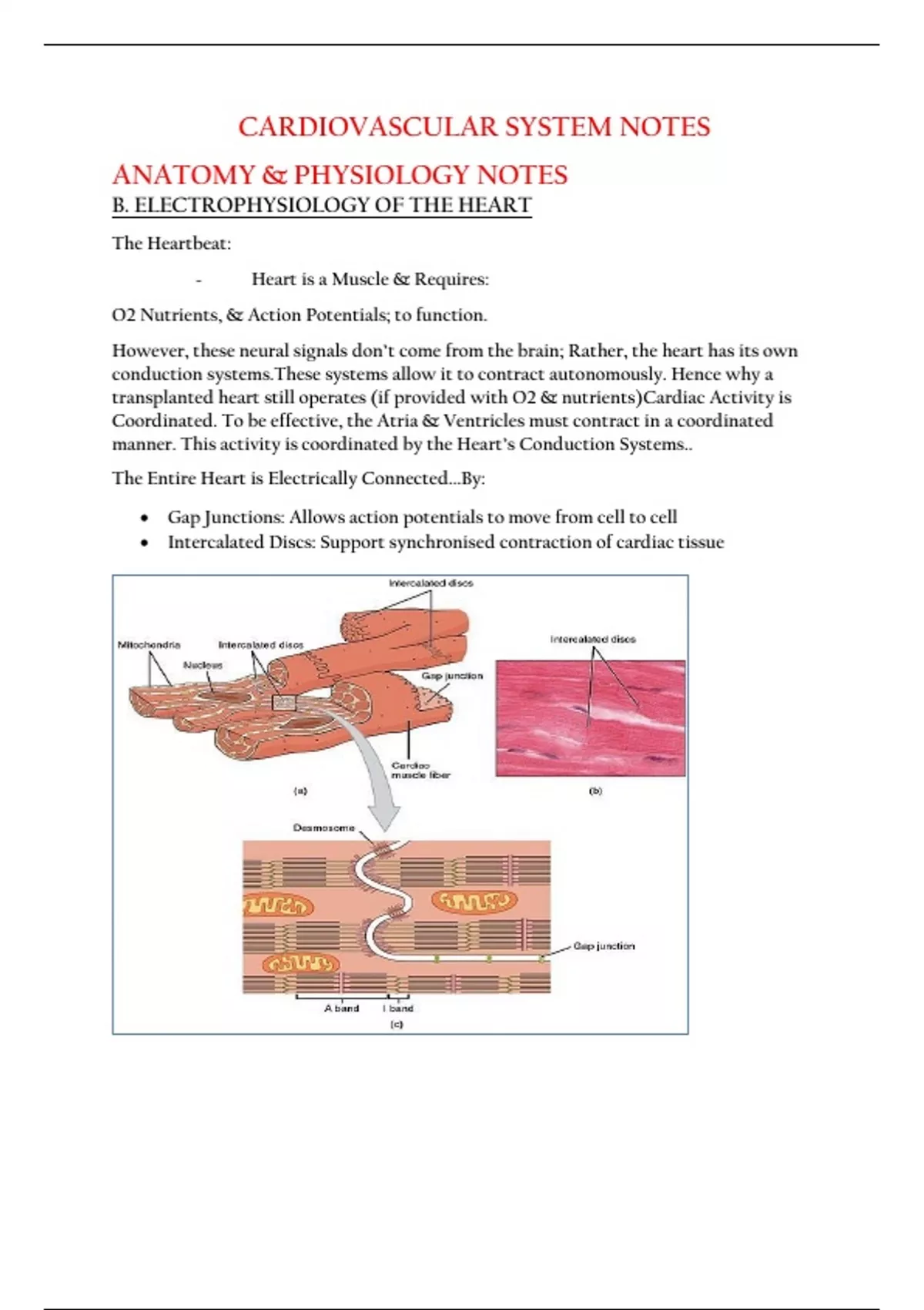 Summary B. ELECTROPHYSIOLOGY OF THE HEART - B. ELECTROPHYSIOLOGY OF THE ...