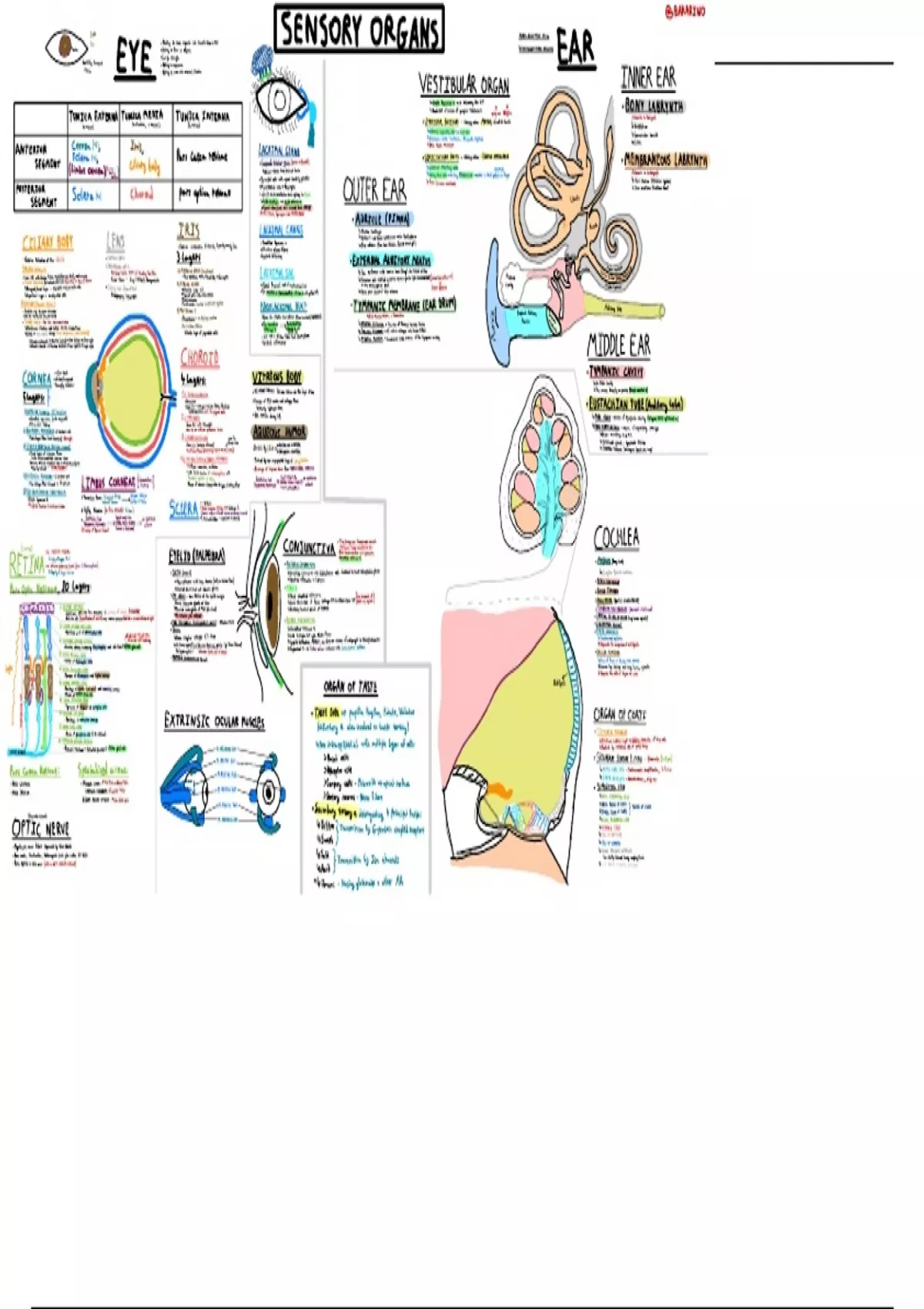 Condensed Summary - Histology/ Anatomy of the Eye and Ear - M-GM ...