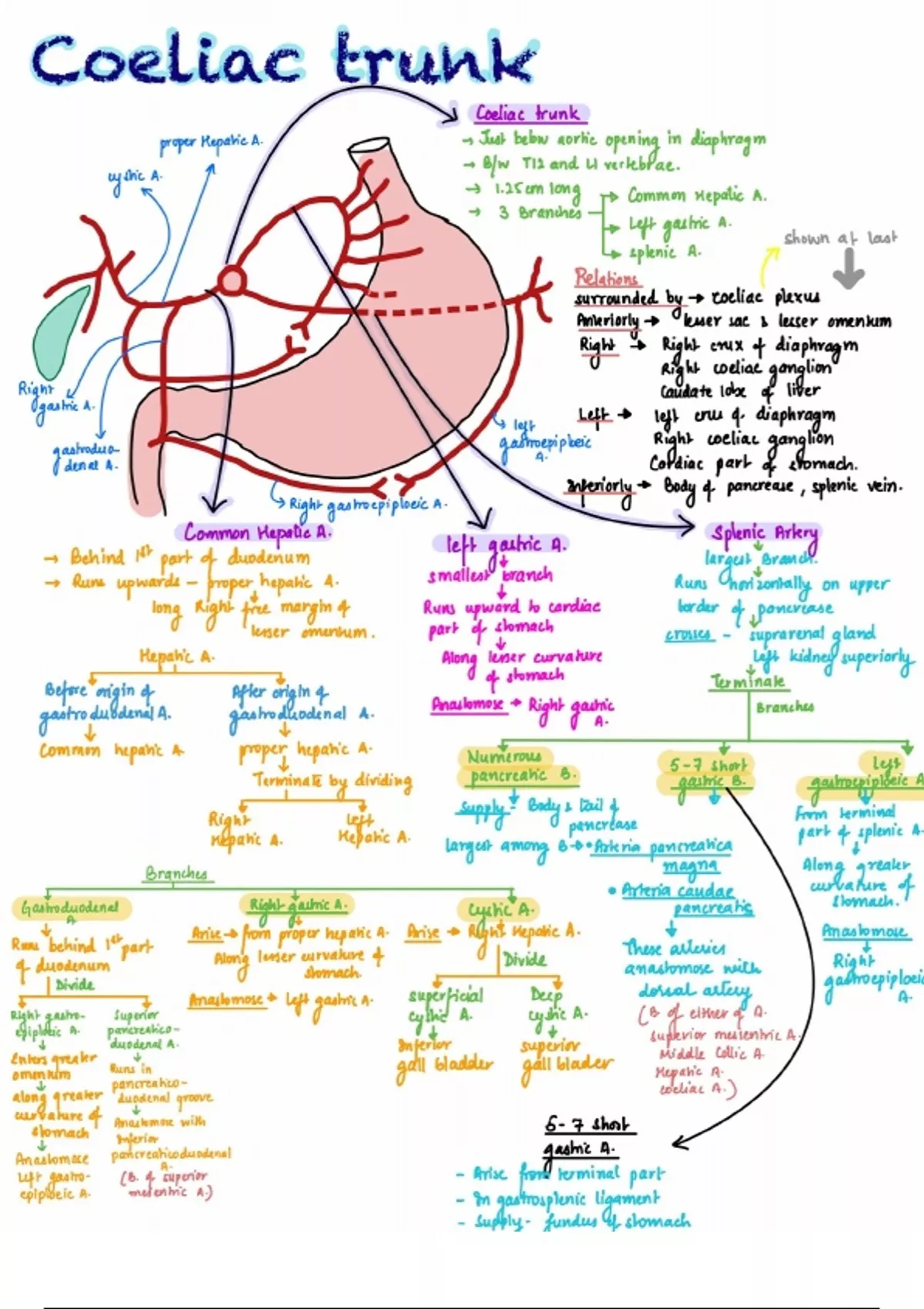Summary Coeliac trunk surgical anatomy - Medicine - Stuvia US