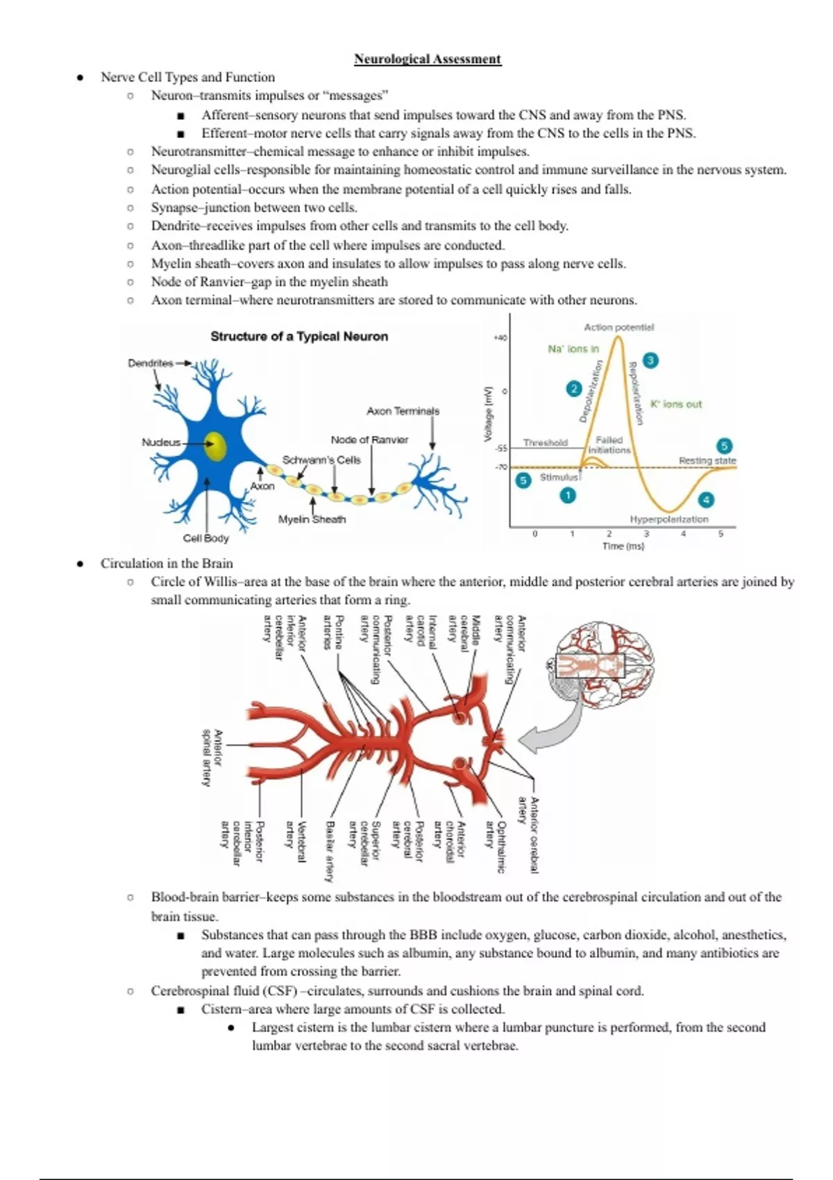 Neurological System Anatomy and Disorders Notes - RN- Nursing - Stuvia US