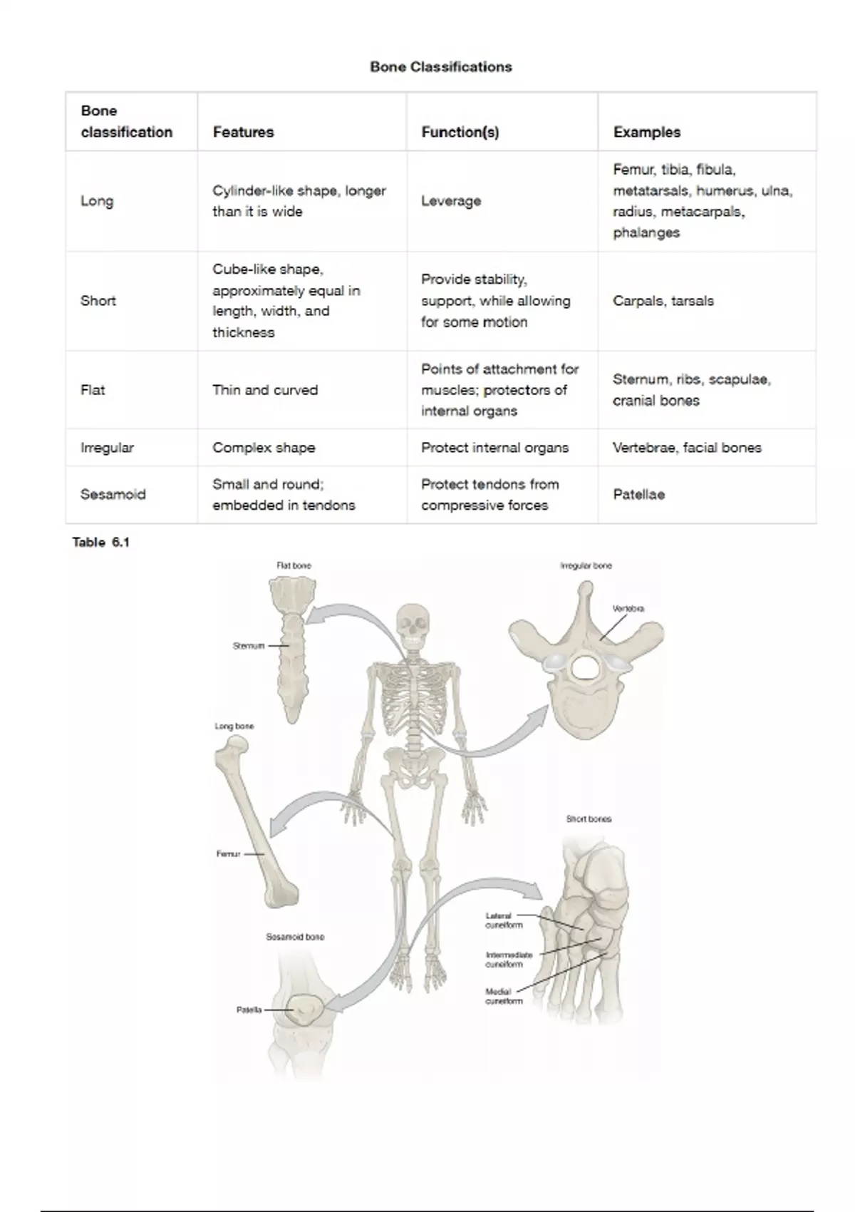 Class notes Human Anatomy and Psychology - Human Anatomy and Psychology ...