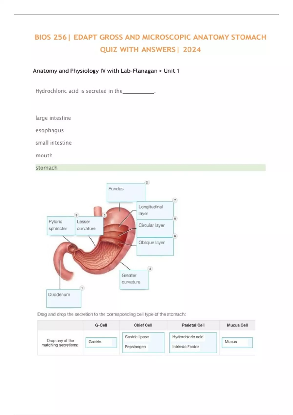 BIOS 256| EDAPT GROSS AND MICROSCOPIC ANATOMY STOMACH QUIZ WITH ANSWERS ...