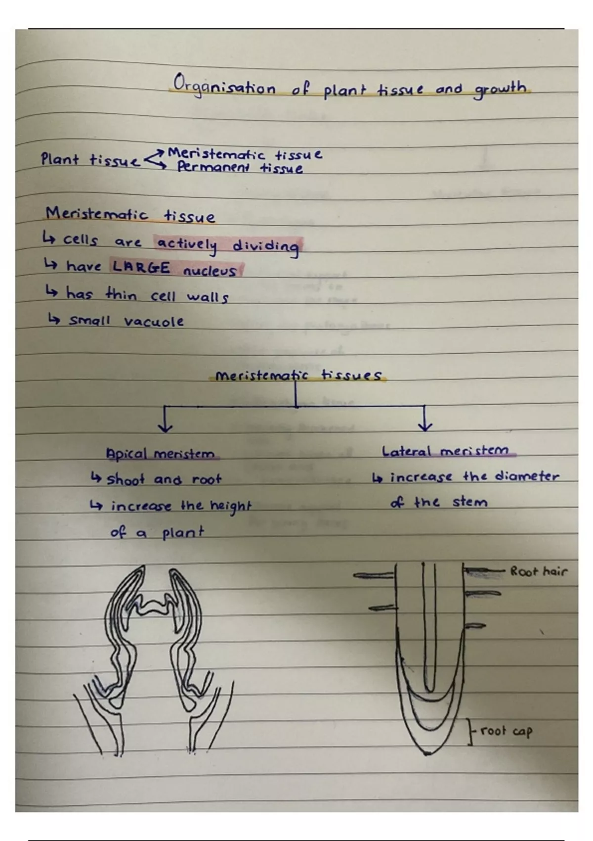 Organisation of plant tissue and growth - Biology - Stuvia US