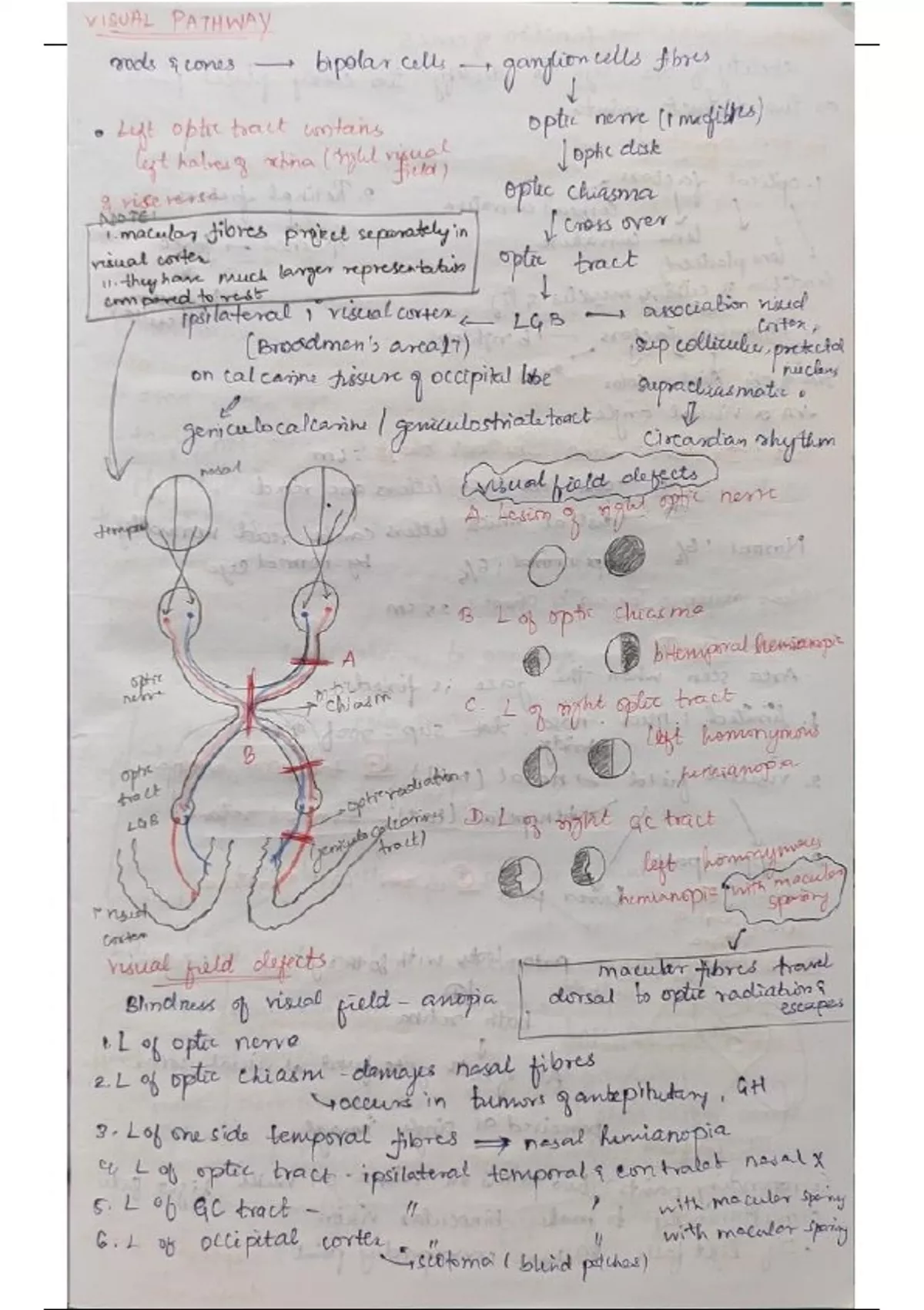 Vision pathway physiology - 123 - Stuvia US