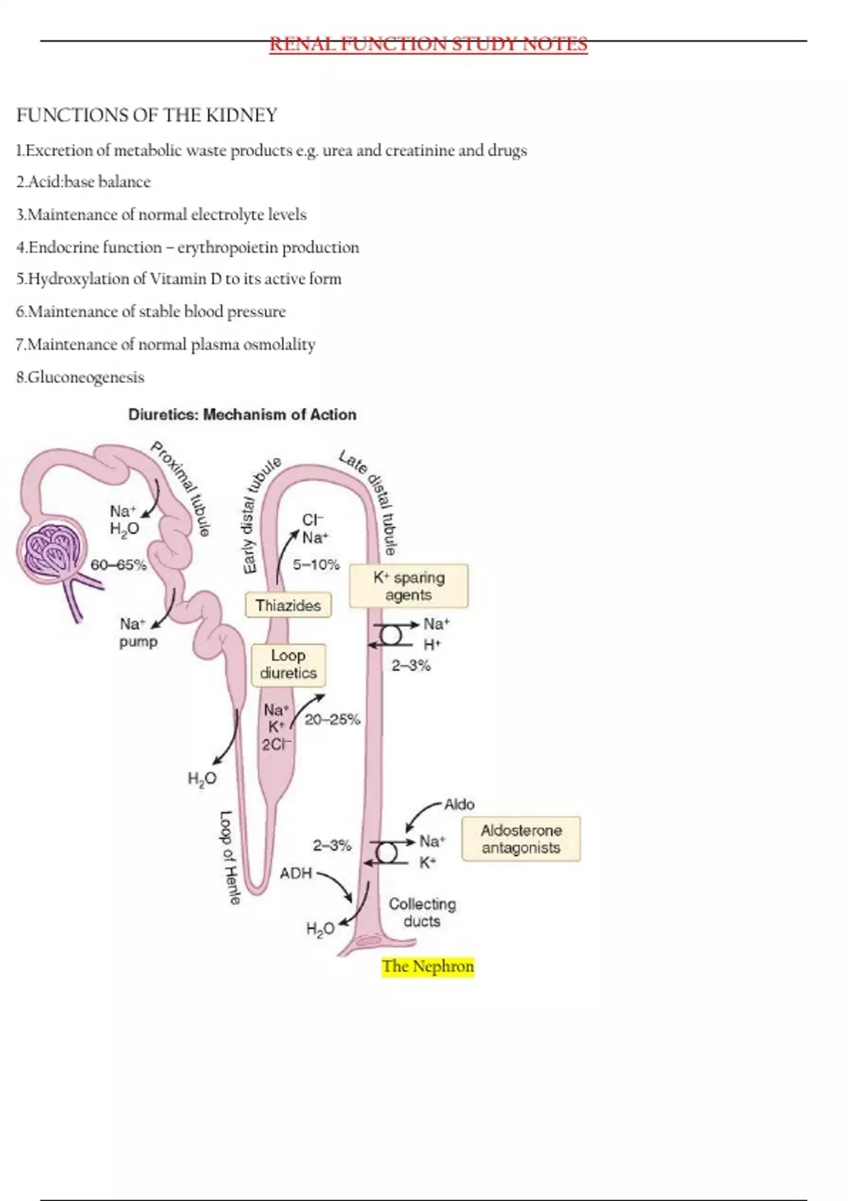 Summary RENAL FUNCTION STUDY NOTES - RENAL FUNCTION - Stuvia US