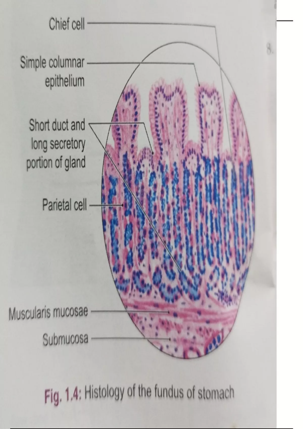 Histology diagrams on cell and main tissue level,cartilage ovary ,tests ...