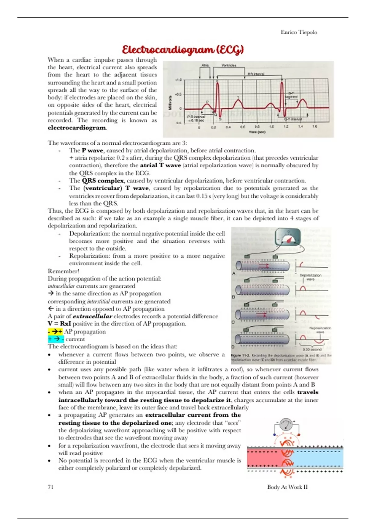 Summary Electrocardiogram Ecg Physiology Stuvia Us