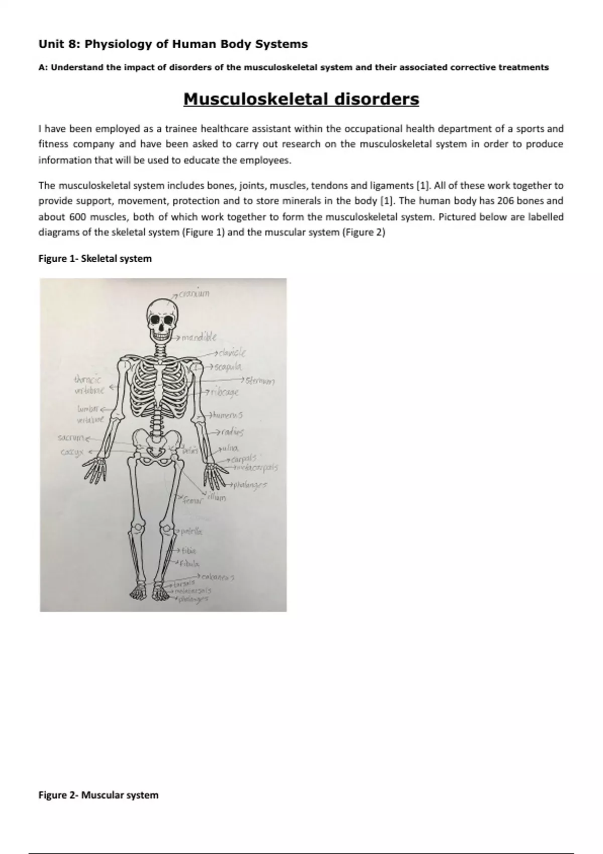 Btec Applied Science Unit 8a Musculoskeletal System Distinction Unit 8 Physiology Of