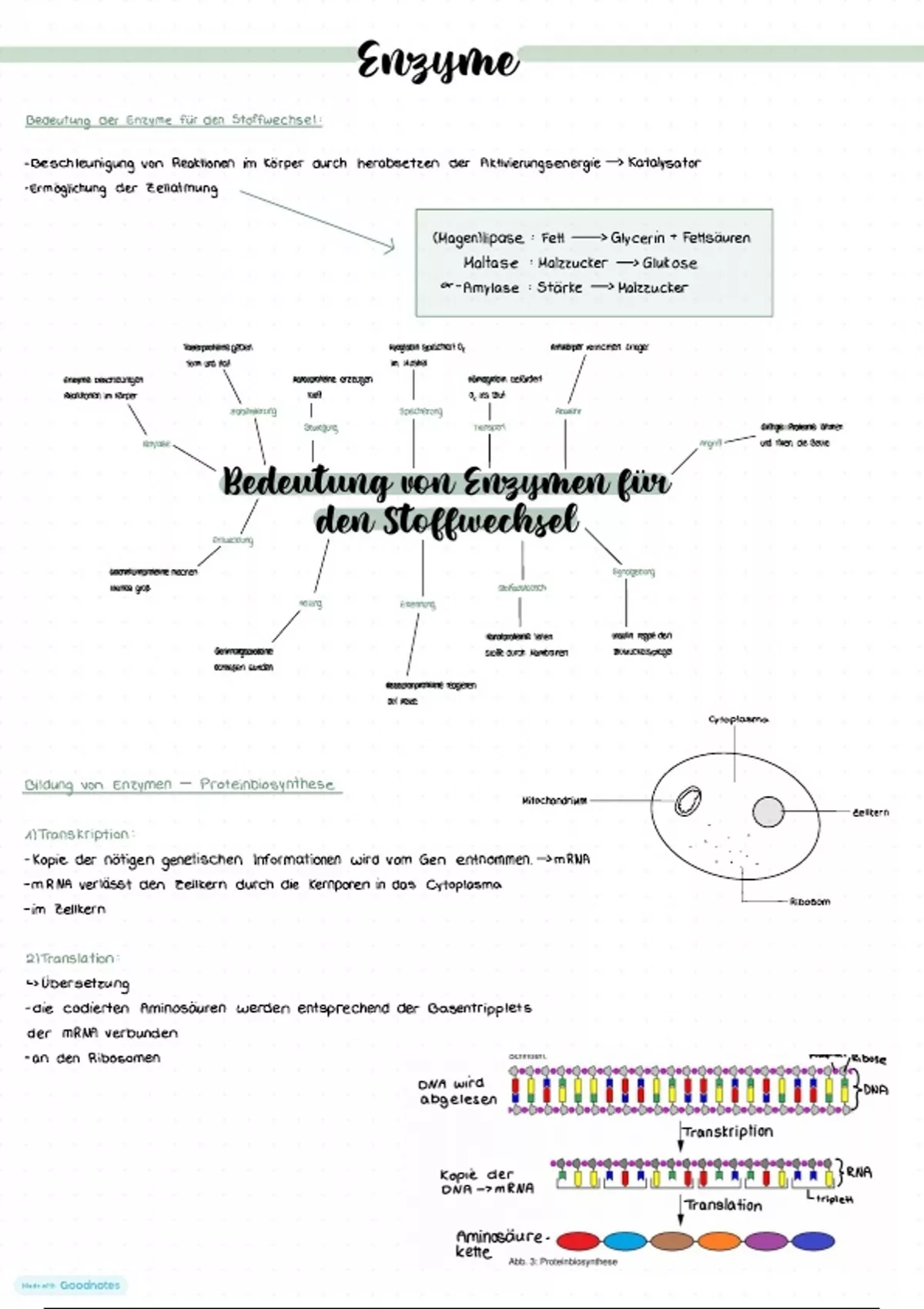 Zusammenfassung Produktion von Enzymen - Biologie - Stuvia DE