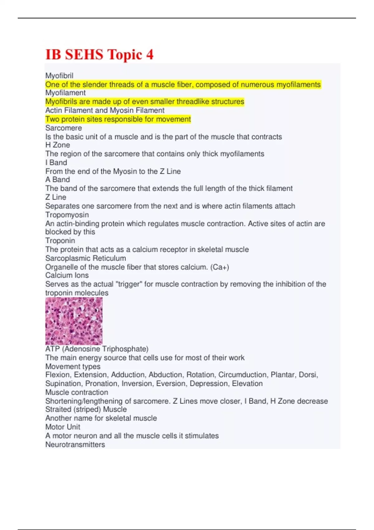 Ib Sehs Ia Examples _ How to Write a Perfect IB IA: Step-by-Step Guide ...