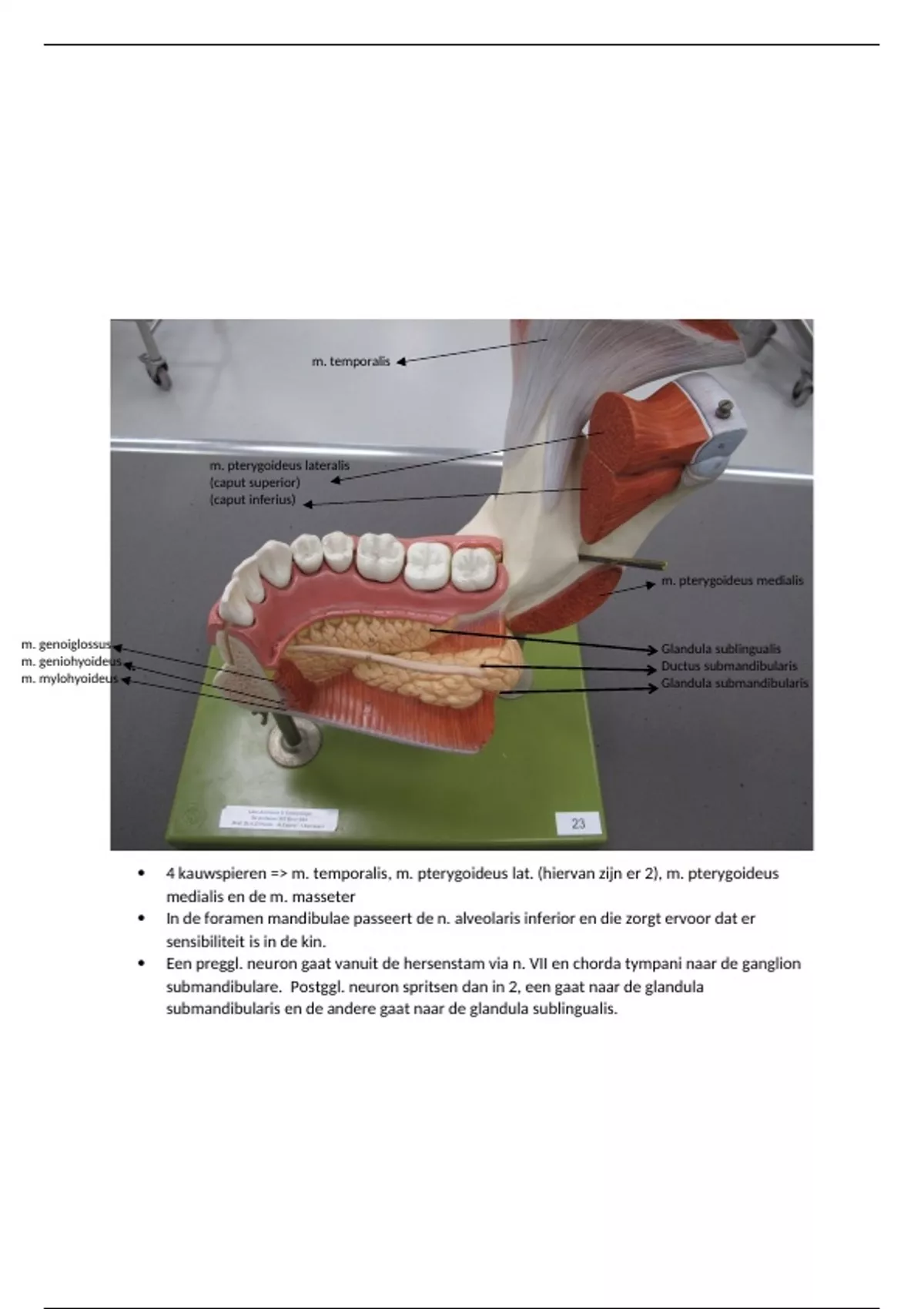 modellen uit Anatomie en fysiologie van gehoor-, spraak- en ...