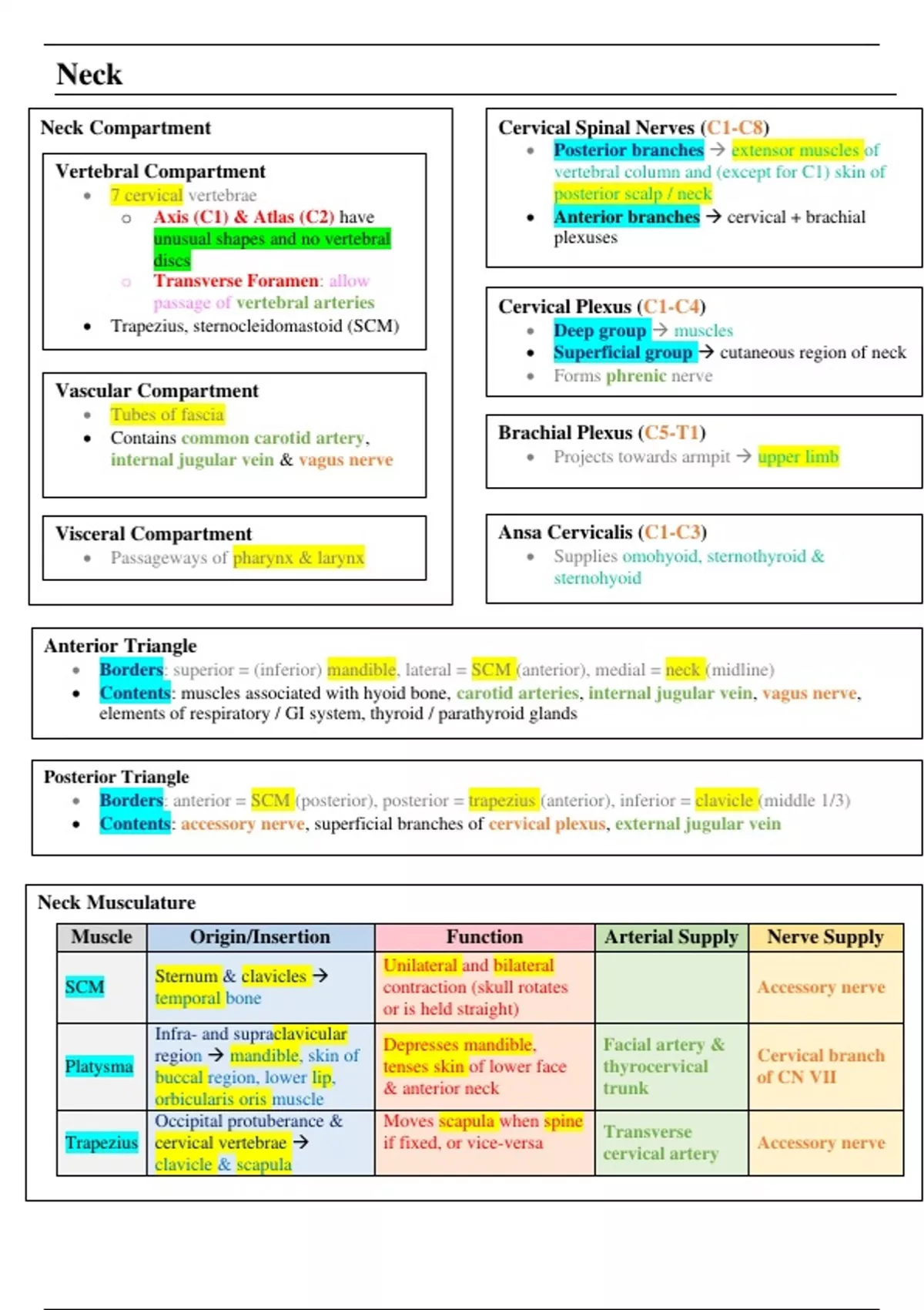 Neck Anatomy Summary Notes for Dentistry (Year 1) - Anatomy (4NNYBDO2 ...