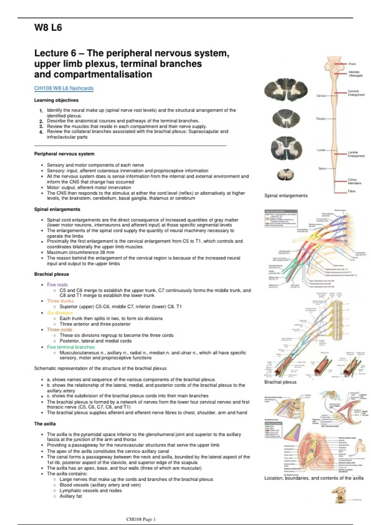 CHI108 Week 8 - Peripheral Nervous System, Upper Limb Plexus, Terminal ...