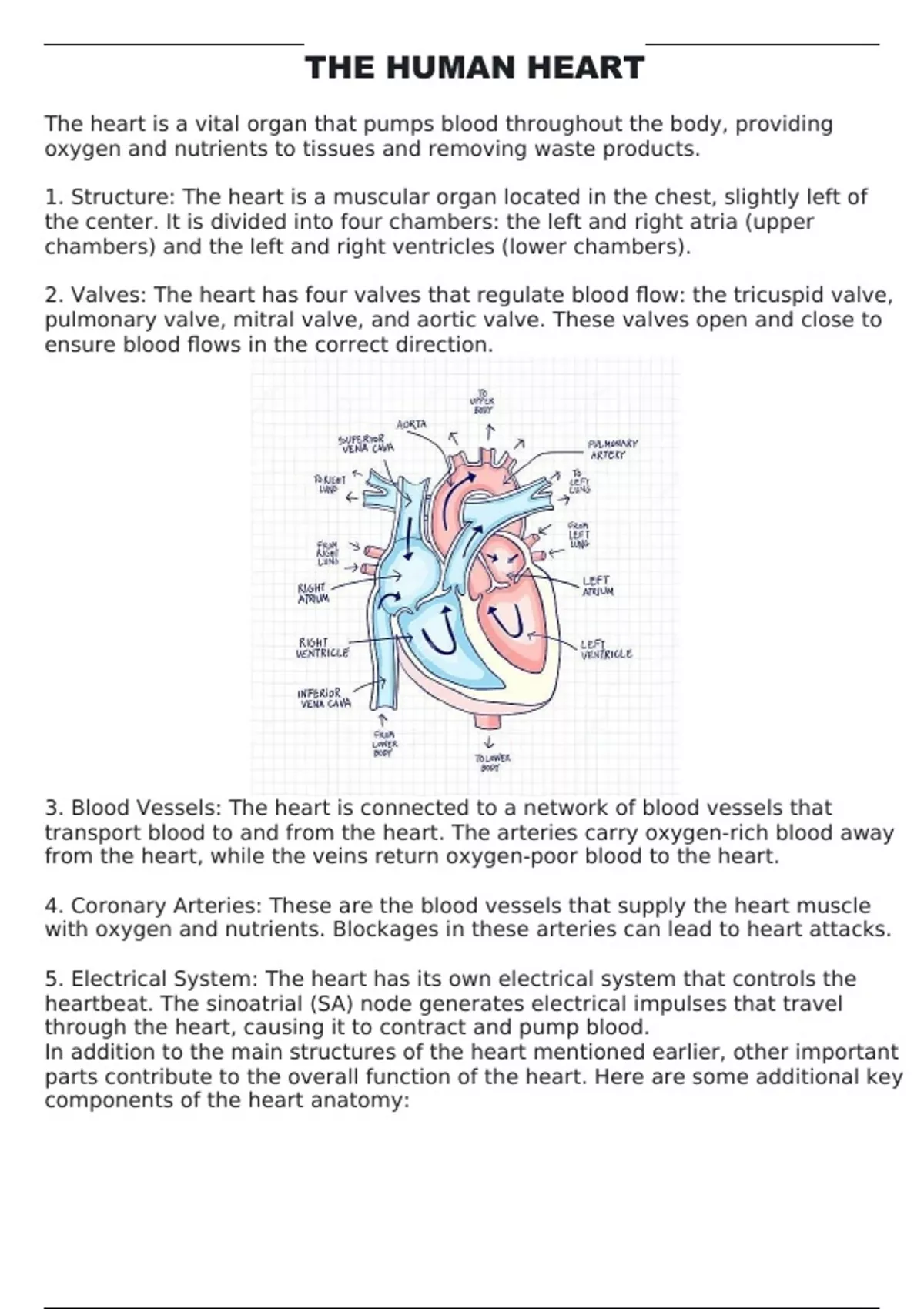 Human brain and heart Anatomy - Human Anatomy - Stuvia US