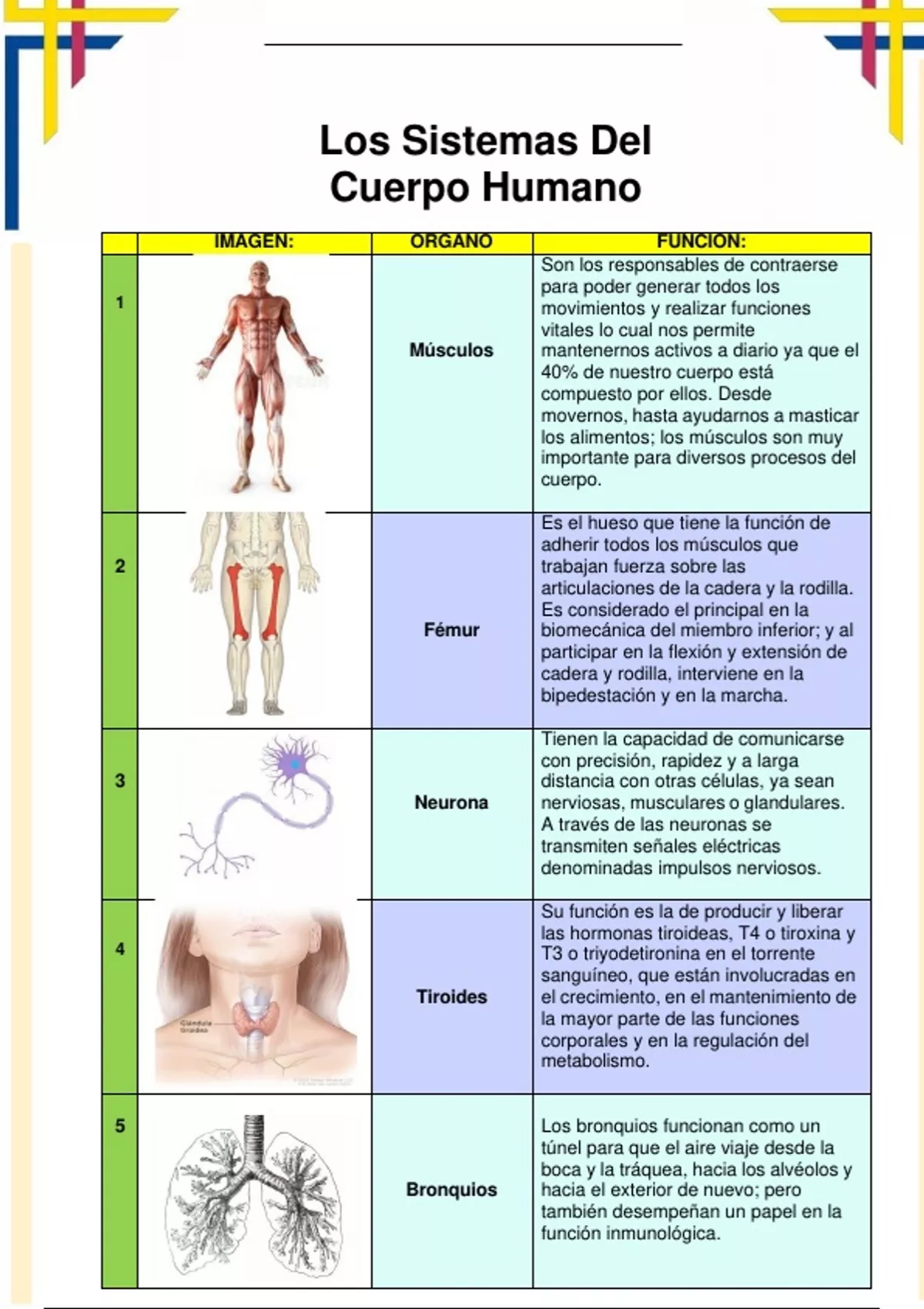 Sumario Sistemas del cuerpo humano - Biologia - Stuvia US