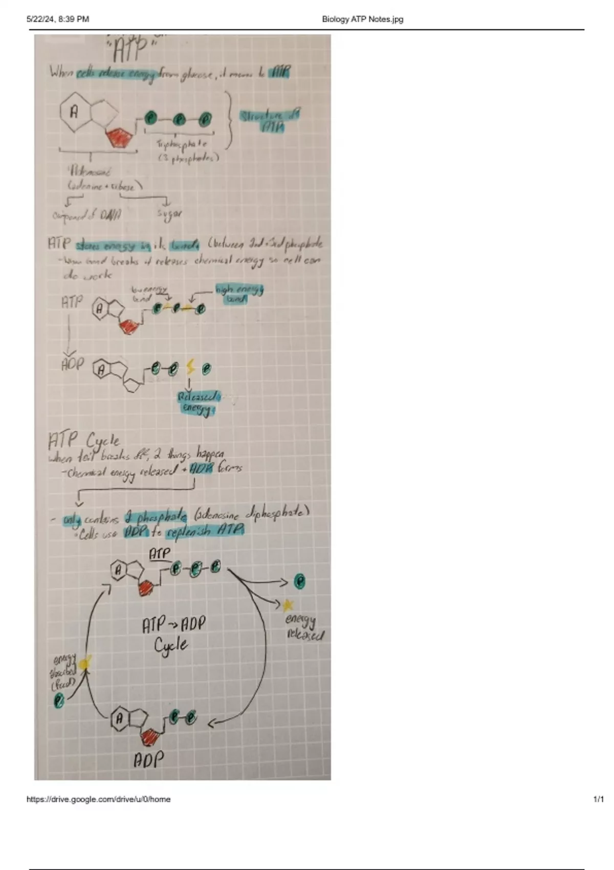 Summary Biology Notes - ATP - Biology - Stuvia US