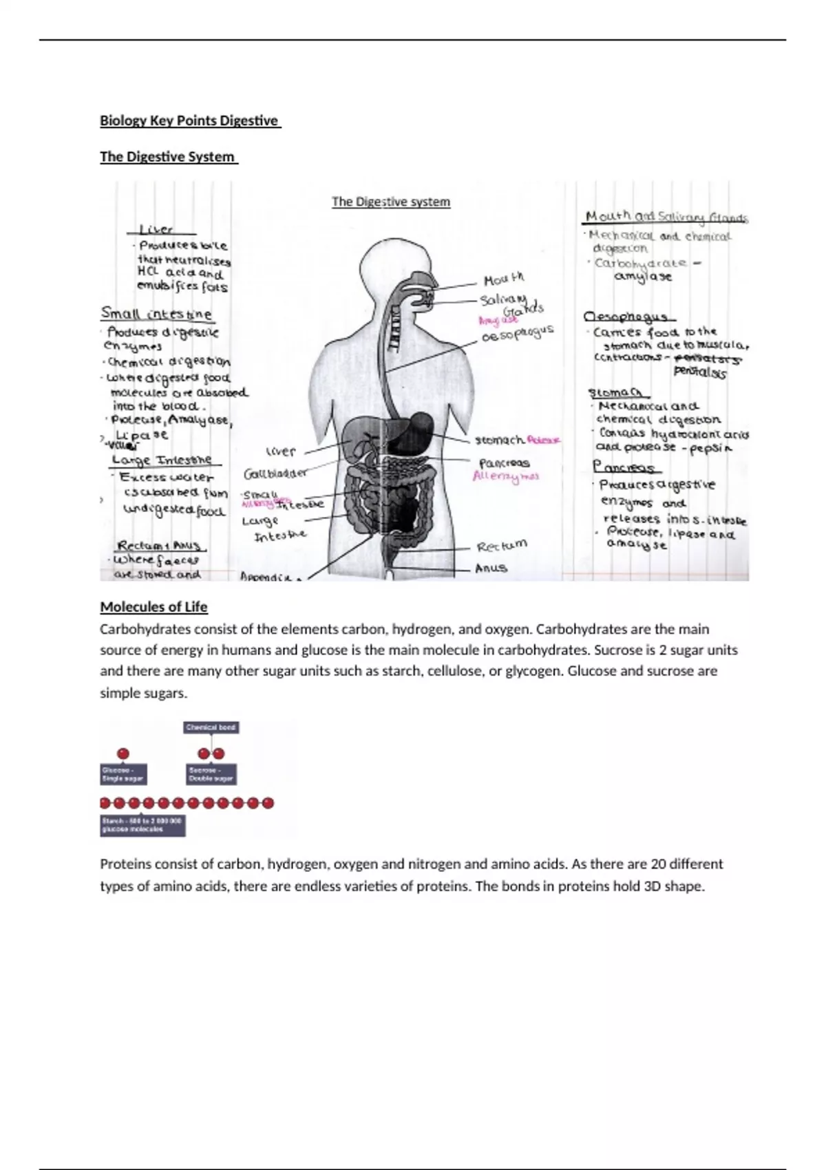 Biology Key Points Digestive System - Science - Stuvia UK