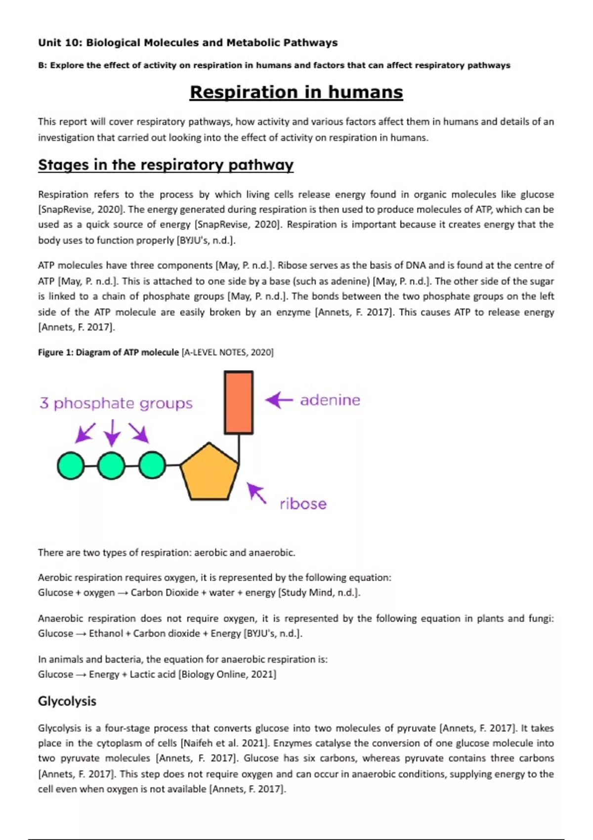 Btec Applied Science Unit 10b Respiration In Humans Distinction Unit 10 Biological