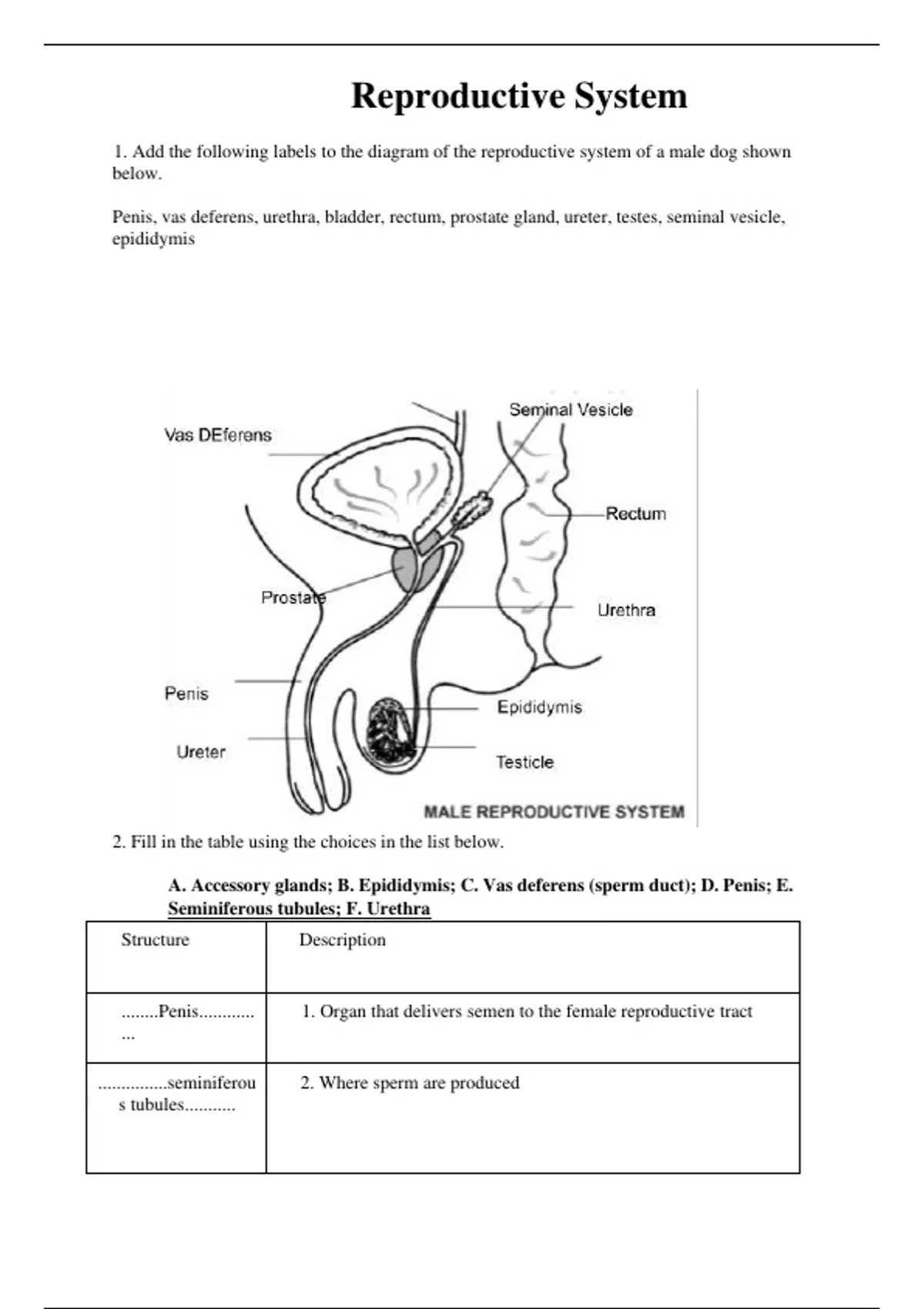 BIOLOGY AP QLS Summer (Reproductive System) Worksheet Complete 100% ...