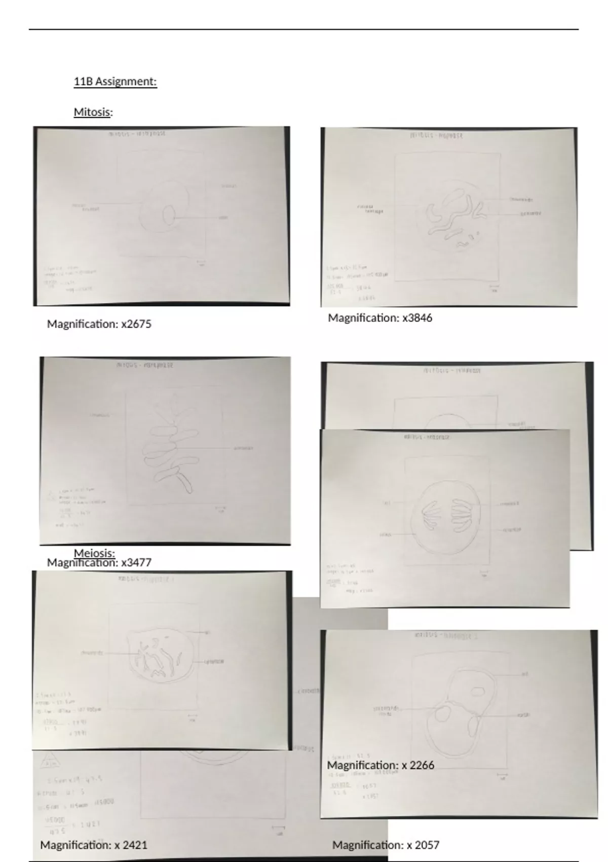 Btec Applied Science Unit 11b Distinction Unit 11 Genetics And Genetic Engineering Stuvia Uk