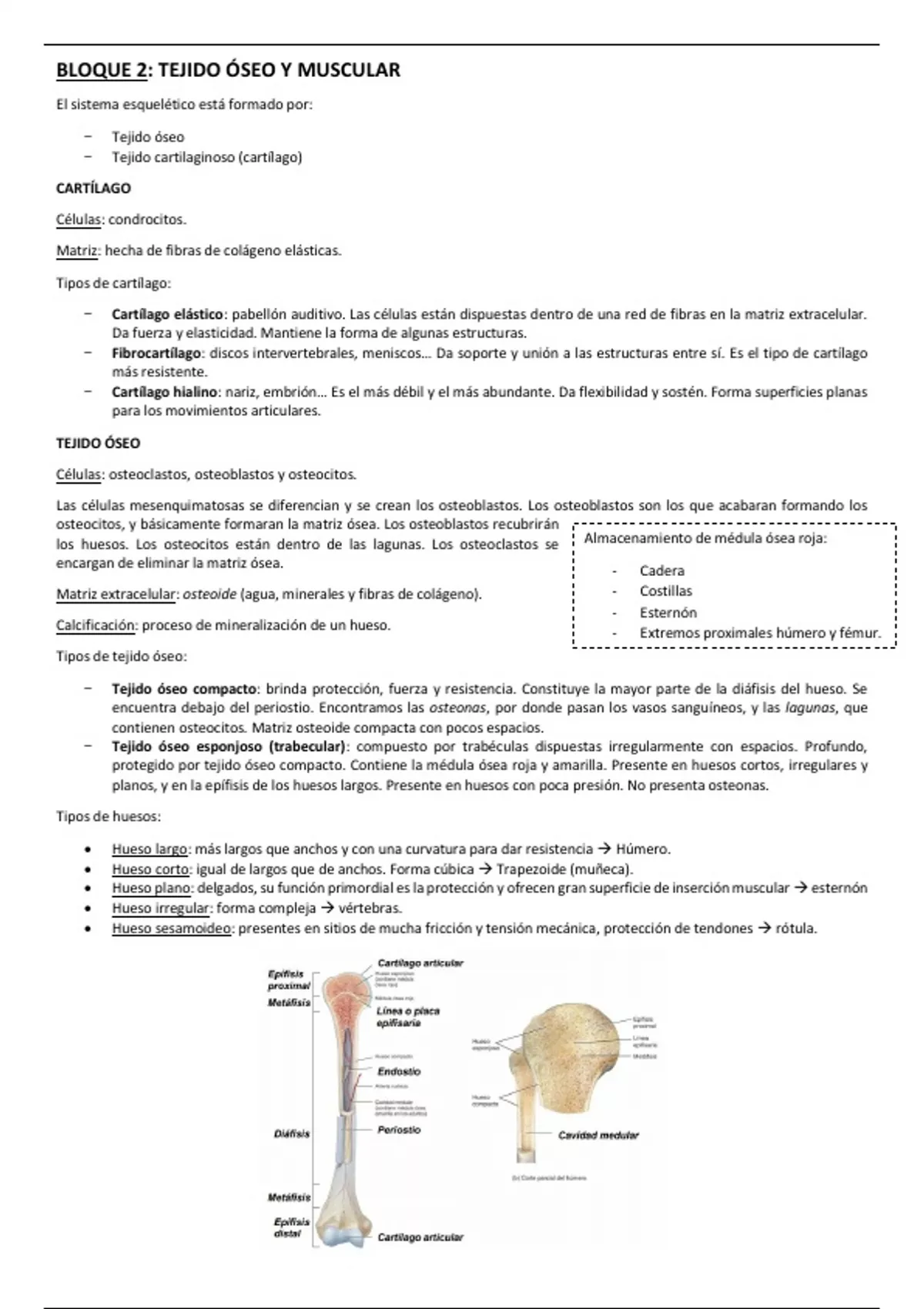 TEJIDO OSEO Y MUSCULAR - Primer curso: Anatomía humana - Stuvia ES