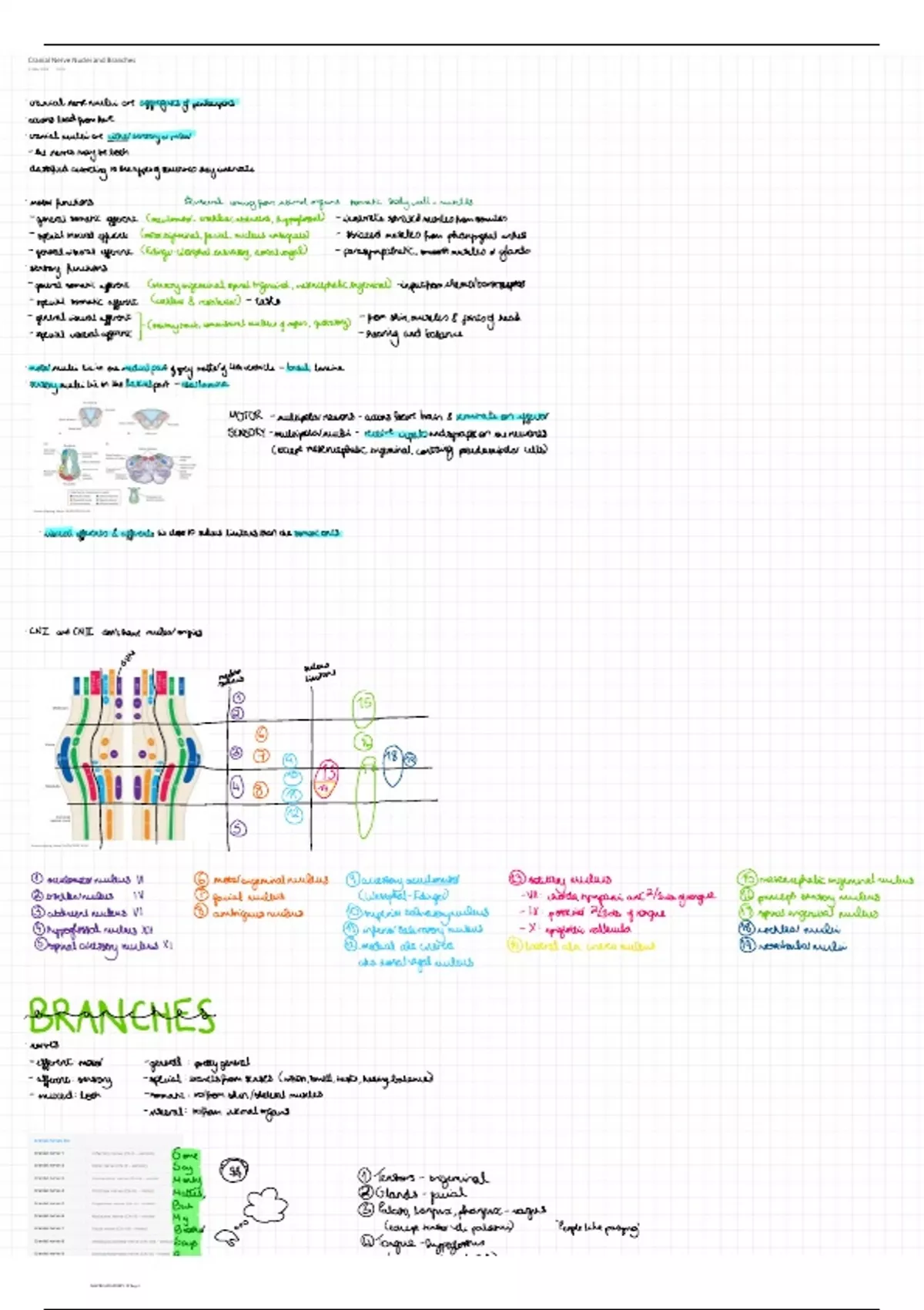 Summary of Cranial Nerve Nuclei - Macroscopic Anatomy - Stuvia US