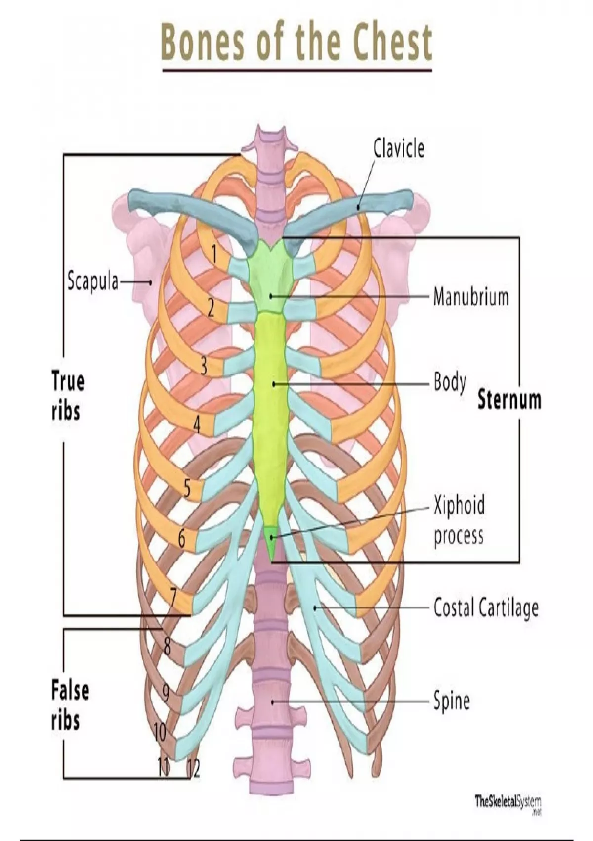 Summary How to Easily Memorize Bone Bone Anatomy - Human Skeleton ...