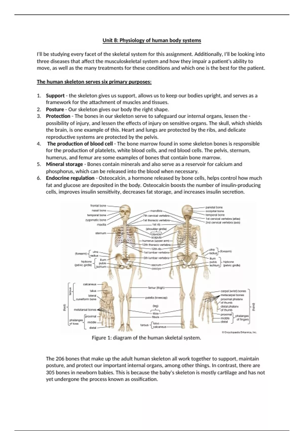 Unit 8 assignment A: Musculoskeletal System - Unit 8 - Physiology of ...