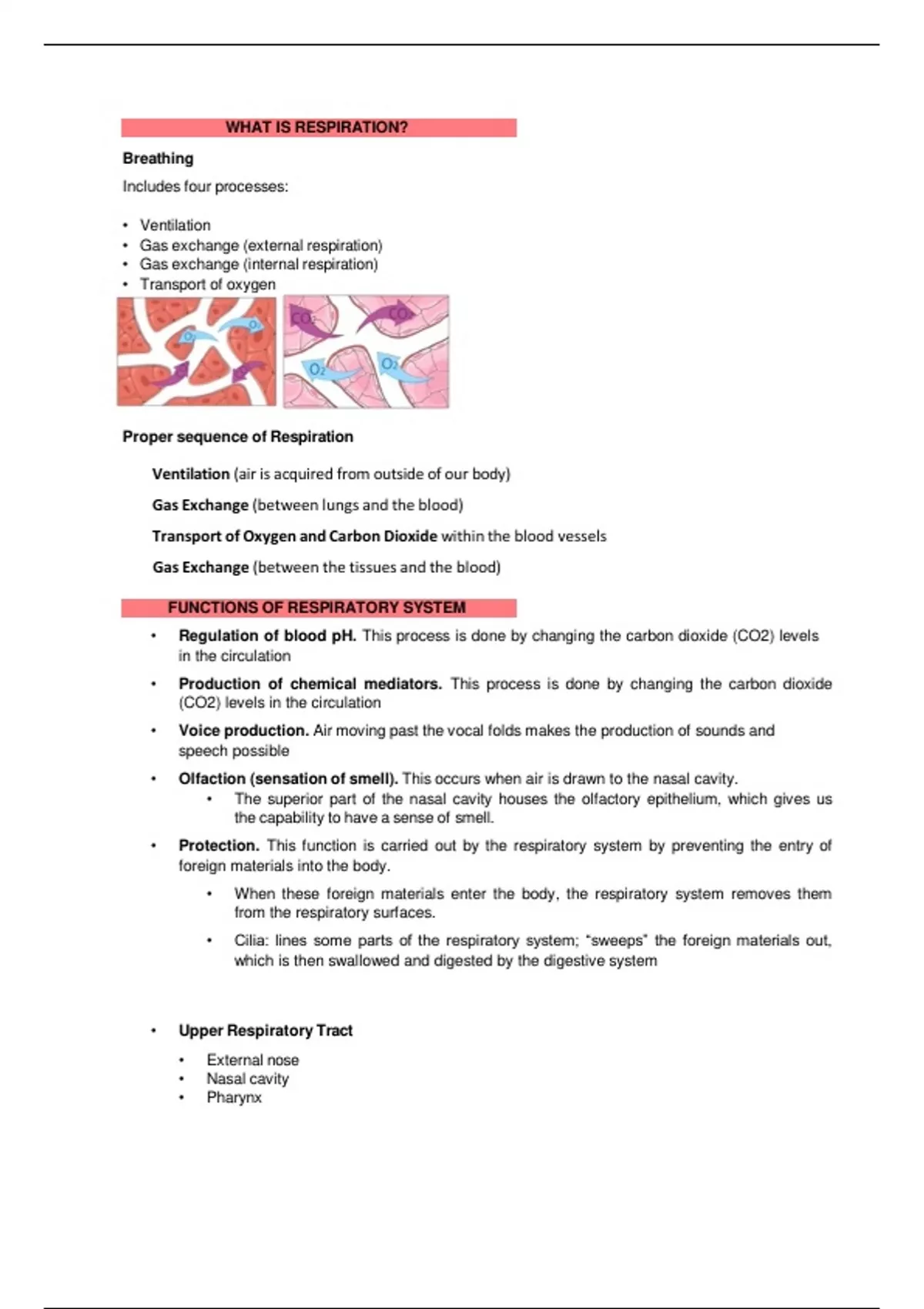 Respiratory system Anatomy Physiology w Pathophysiology - Anatomy ...