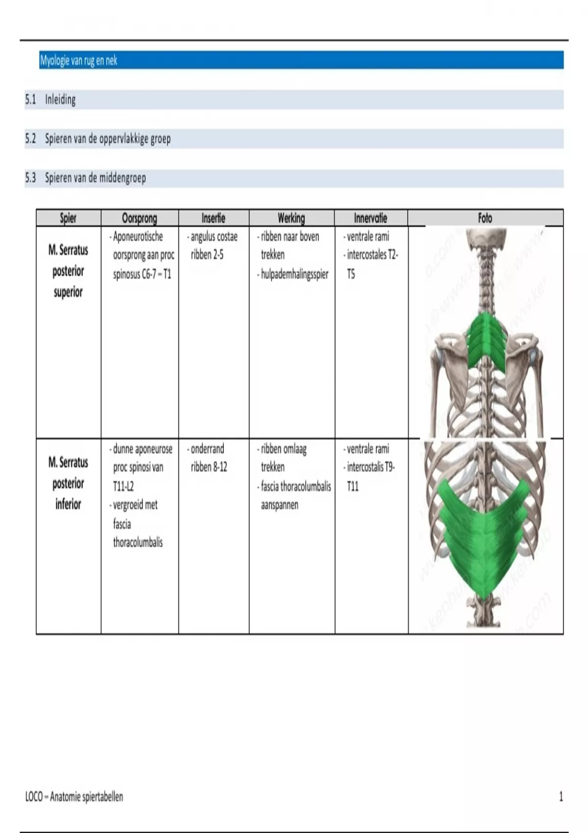 Samenvatting spiertabellen anatomie (locomotorisch stelsel en huid ...