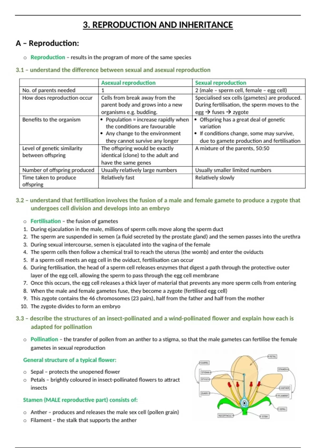 ☀️gcse Biology Edexcel Igcse☀️higher☀️ Topic 3 Reproduction And Inheritance Notes☀️ Science