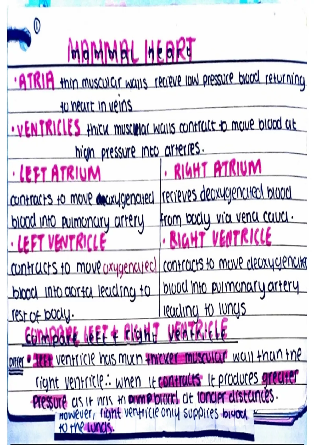 Aqa alevel biology mass transport in animals notes handwritten - Unit 3 ...