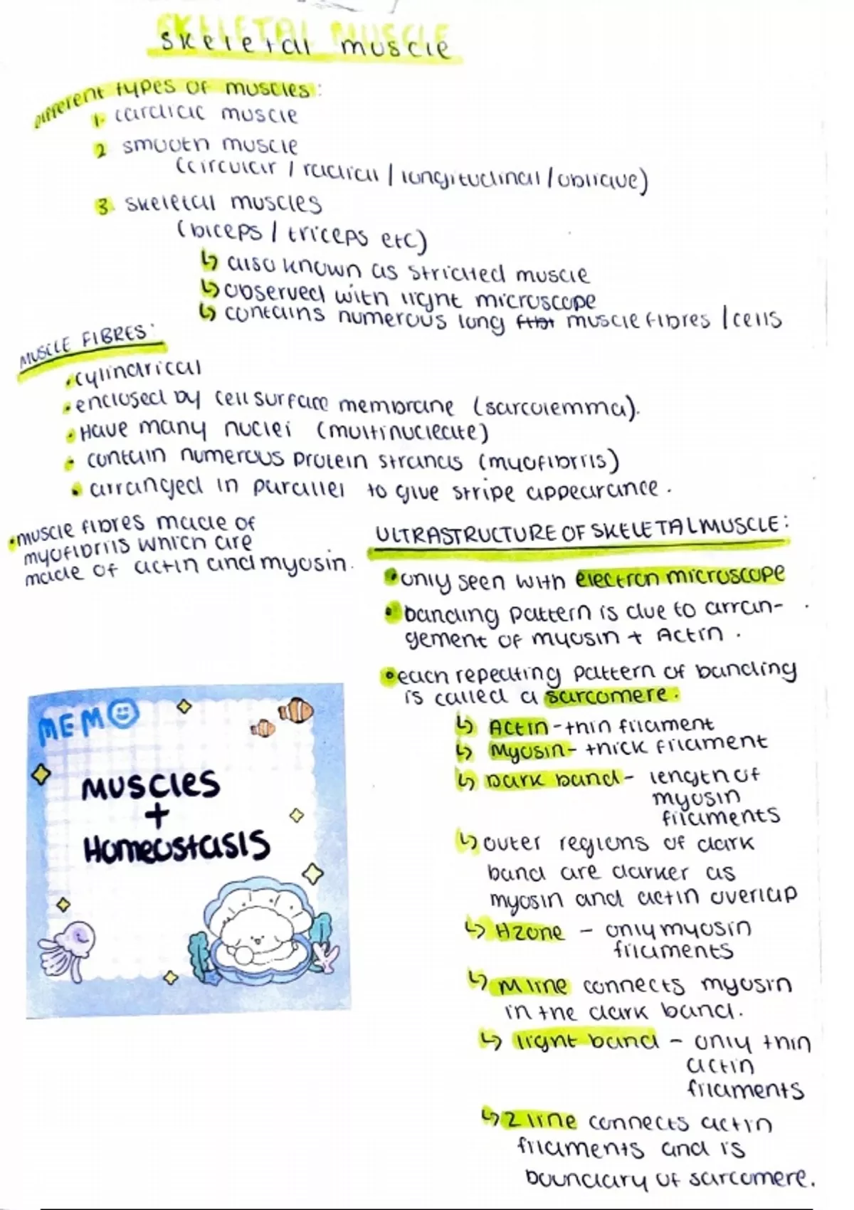 aqa alevel biology muscles and homeostasis notes handwritten - Unit 6 ...