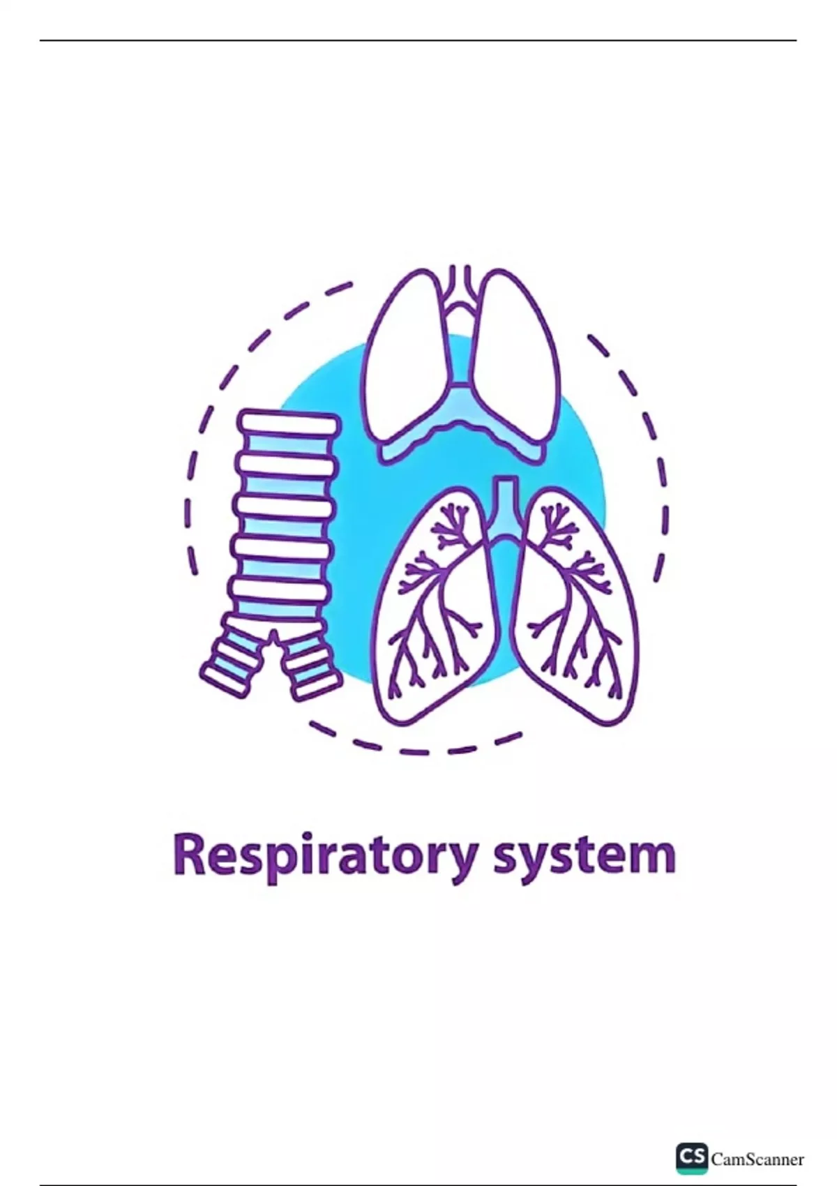 Respiratory System: Learn Respiratory Rhythm - Biology - Stuvia US