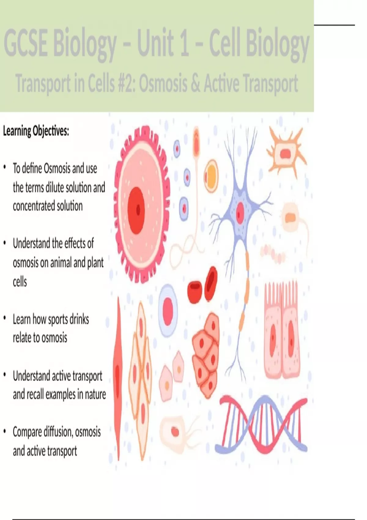 GCSE Biology Cell Biology Revision Slides - Science - Stuvia UK