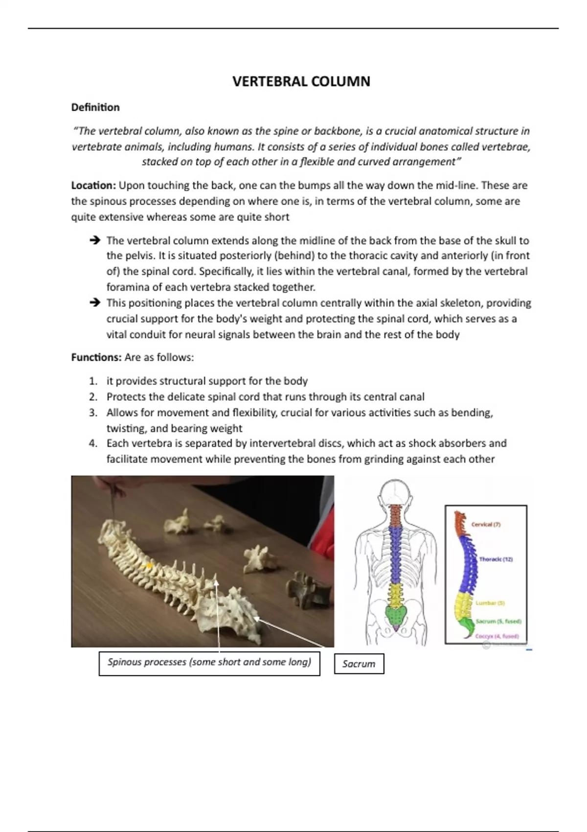 Basic Anatomy of Skeletal System class notes - General Anatomy - Stuvia US