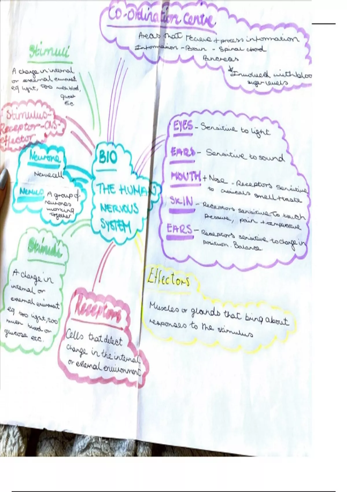 Biology the human nervous system notes - Science - Stuvia UK