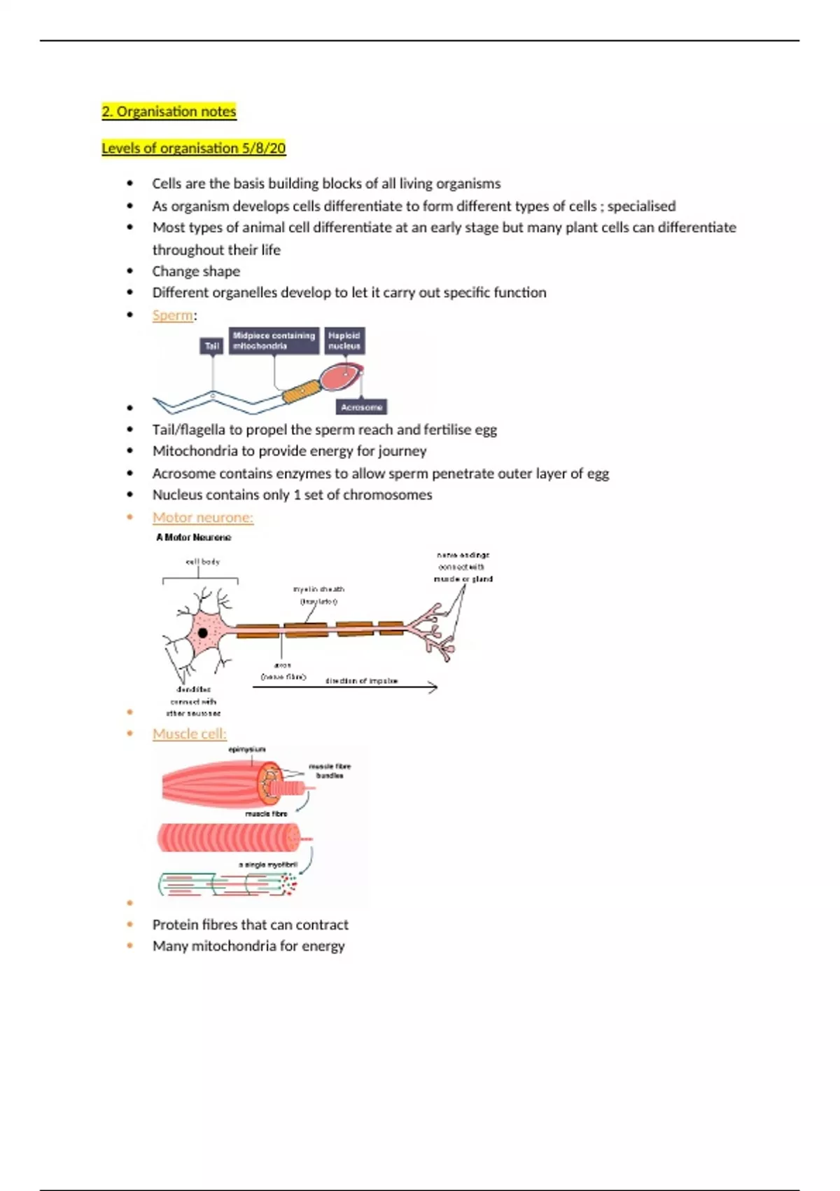 GCSE Biology -cells, tissues, organs grade 9 notes - Science - Stuvia US
